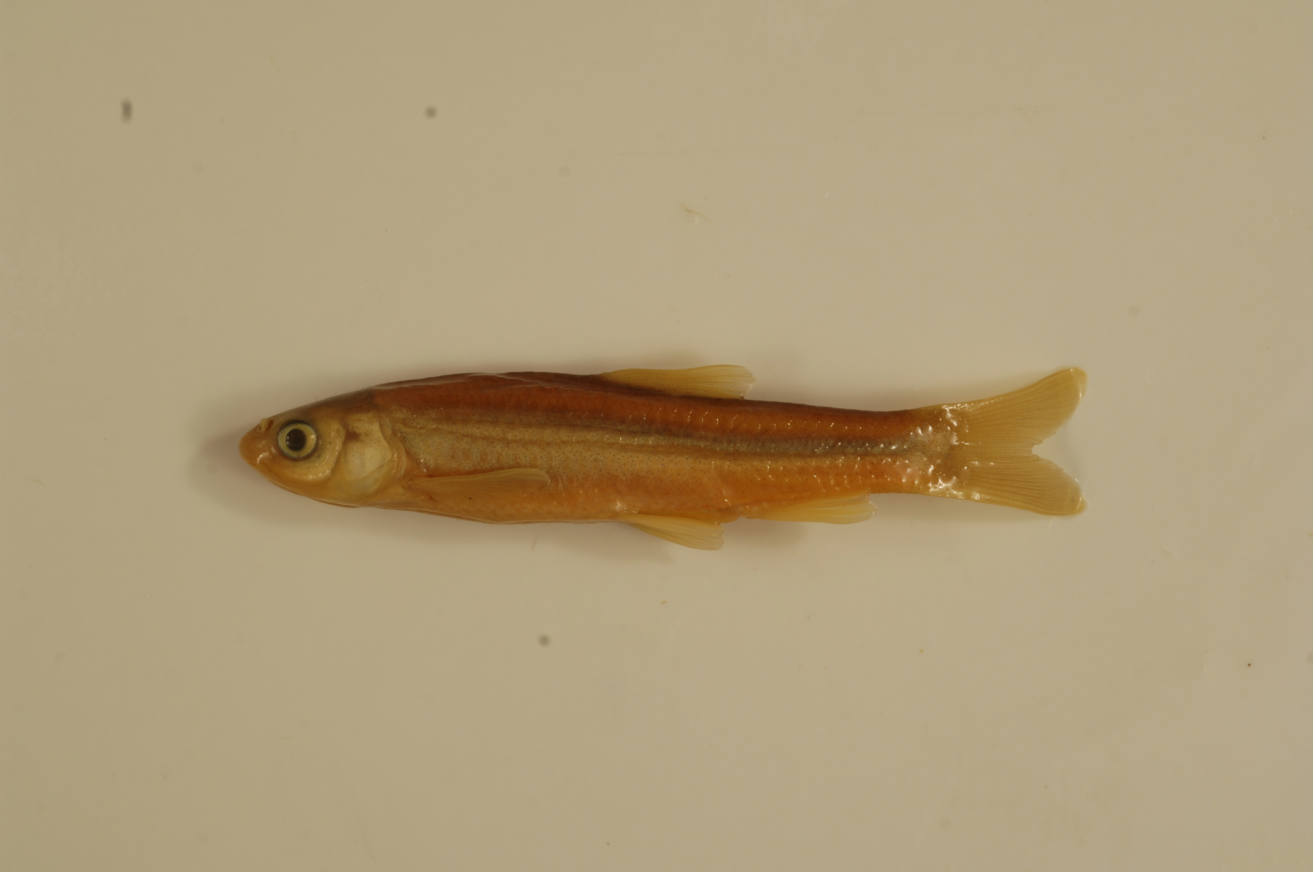 Hybognathus amarus | FWS.gov