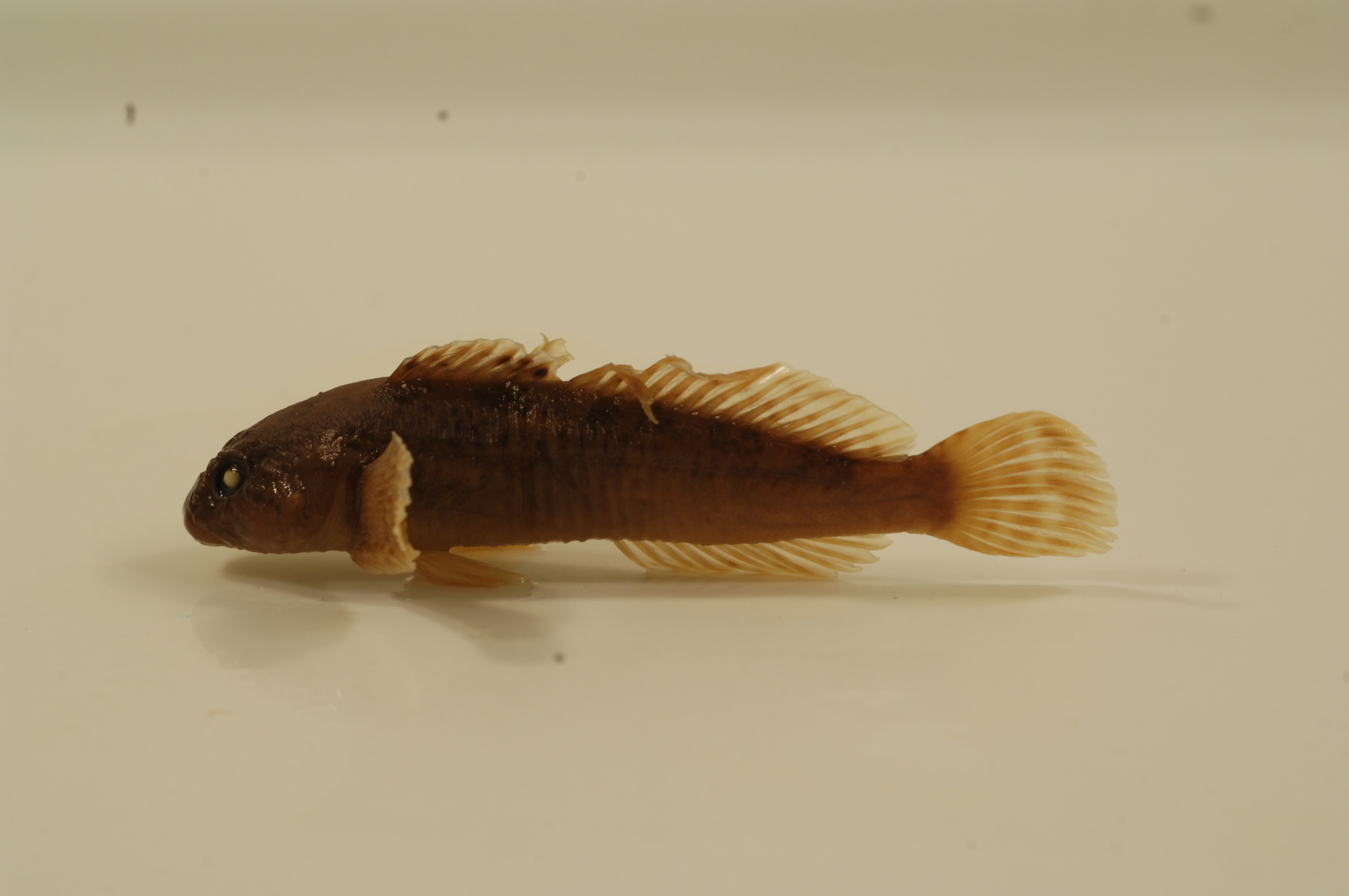 Cottus beldingii | FWS.gov