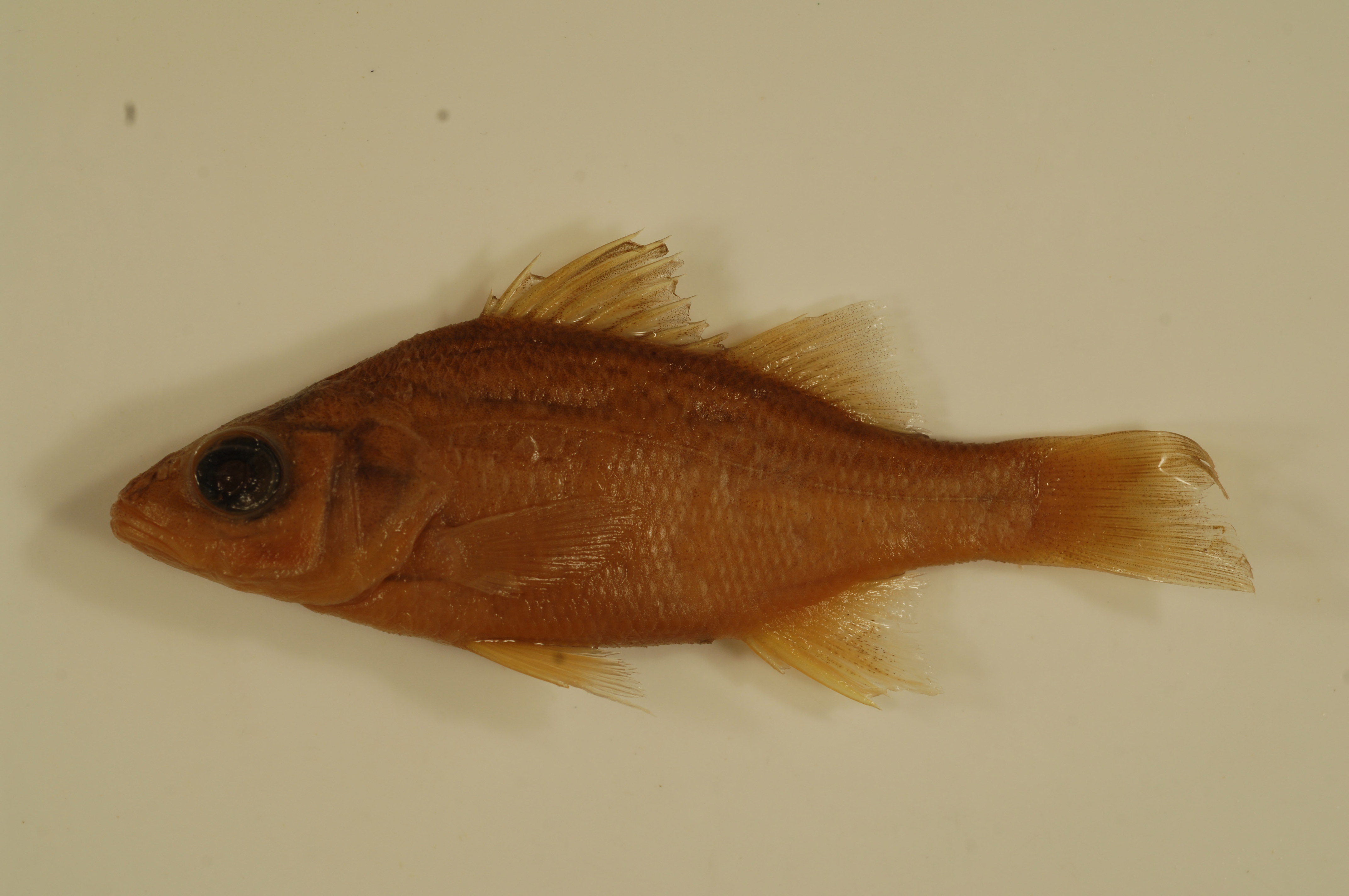 Morone americana | FWS.gov