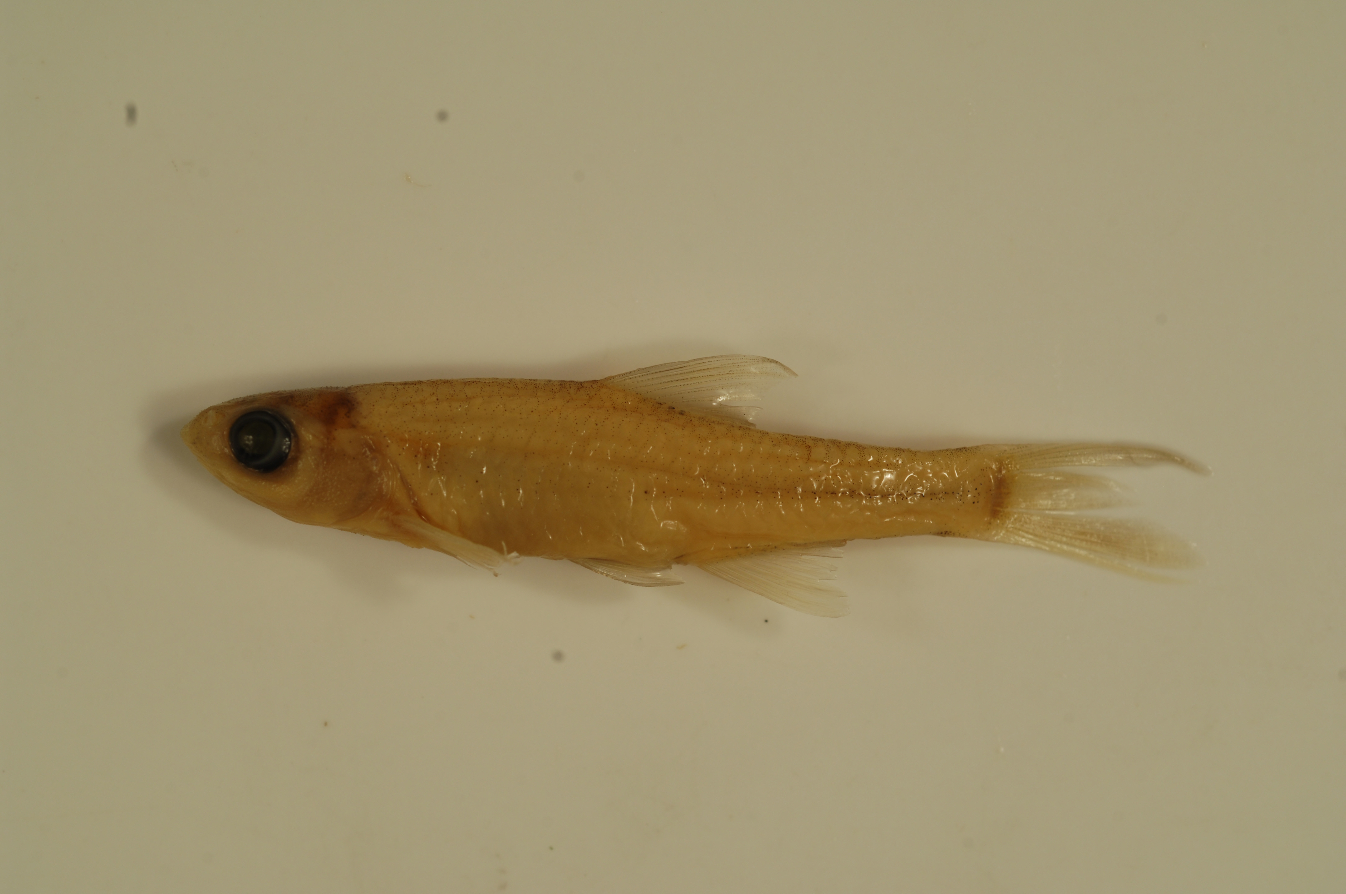 Notropis buchanani | FWS.gov
