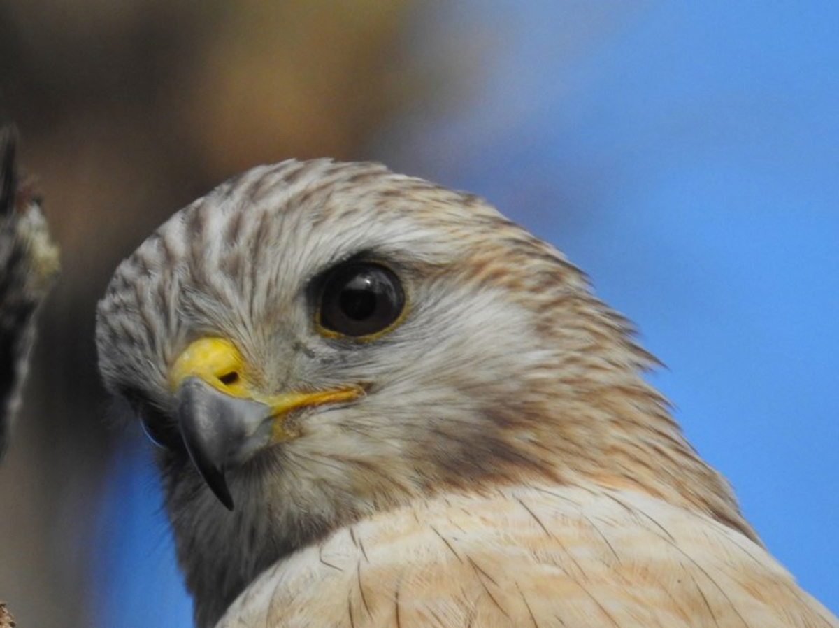 Red-shouldered Hawk | FWS.gov