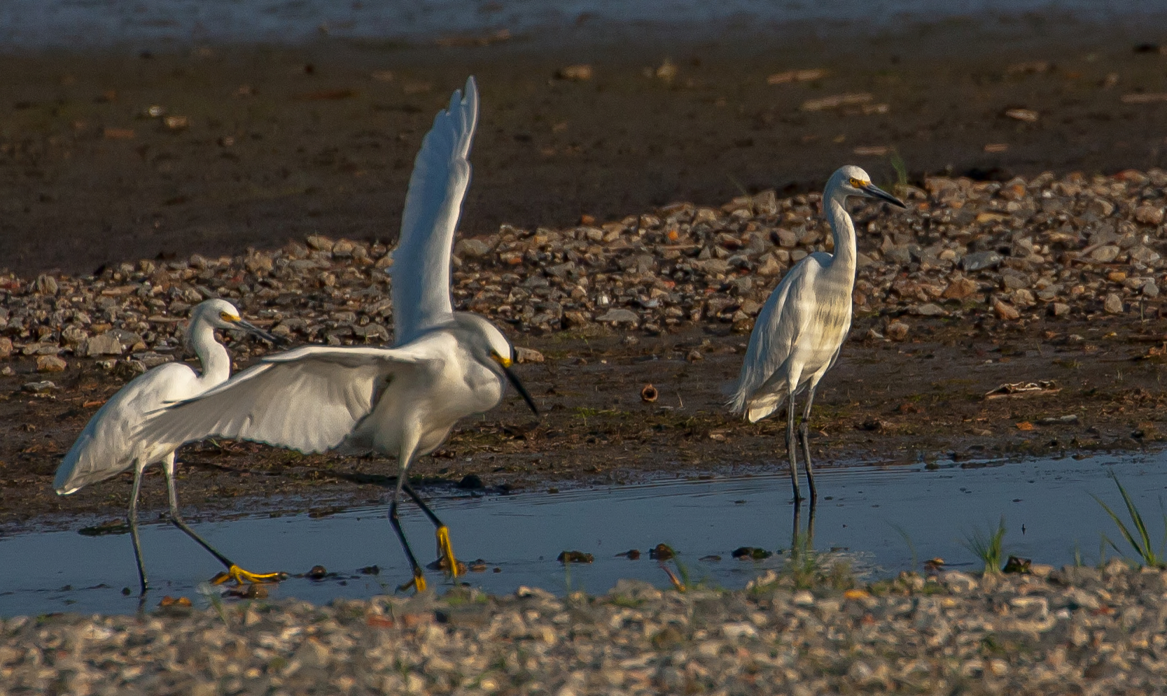 Snowy Egrets on shore | FWS.gov