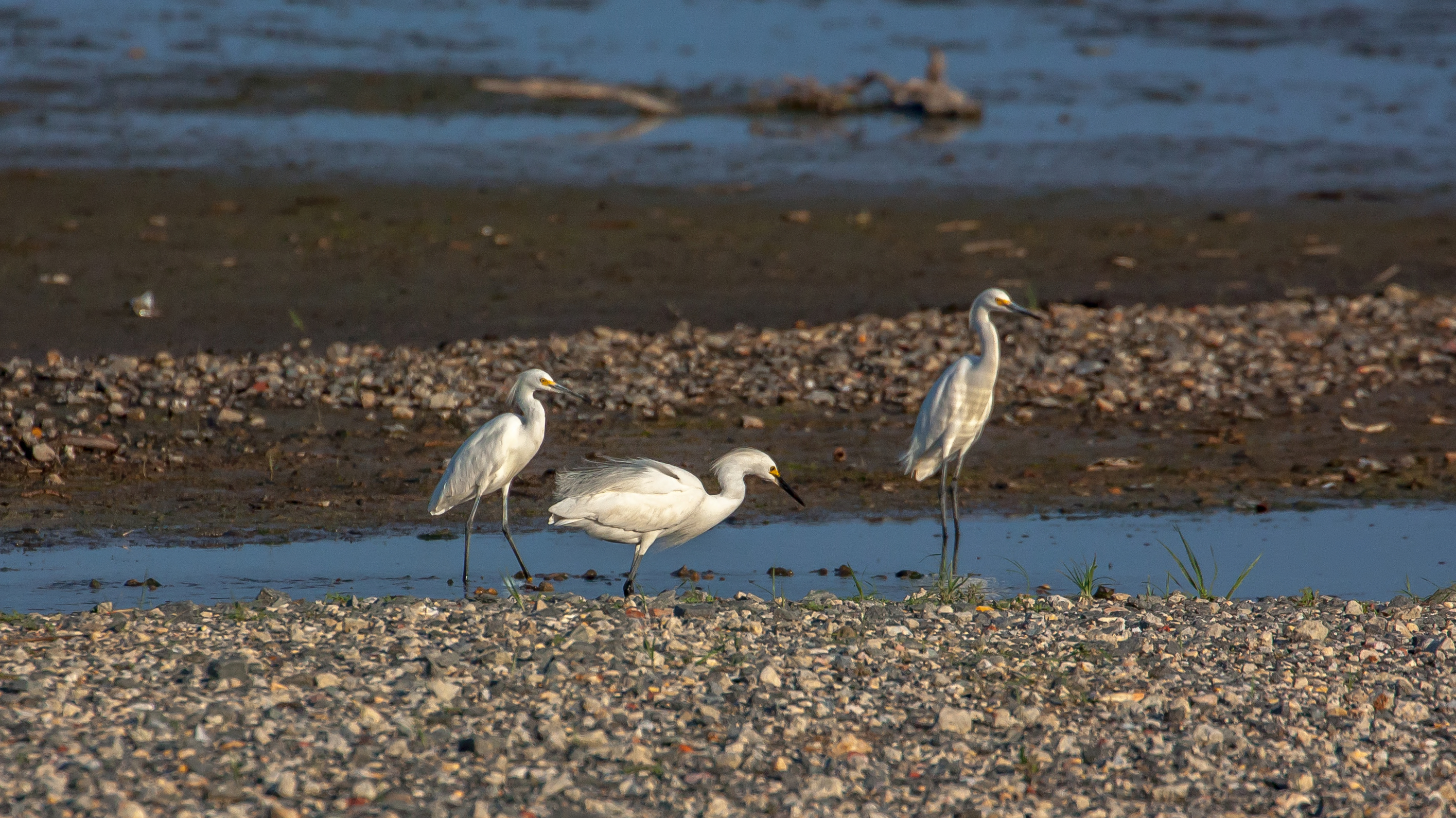 Snowy Egrets on shore | FWS.gov