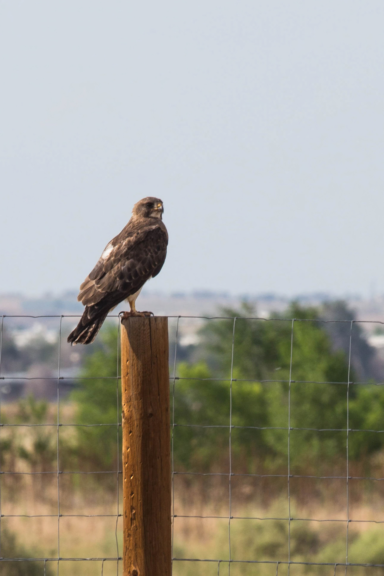 Swainson's hawk | FWS.gov