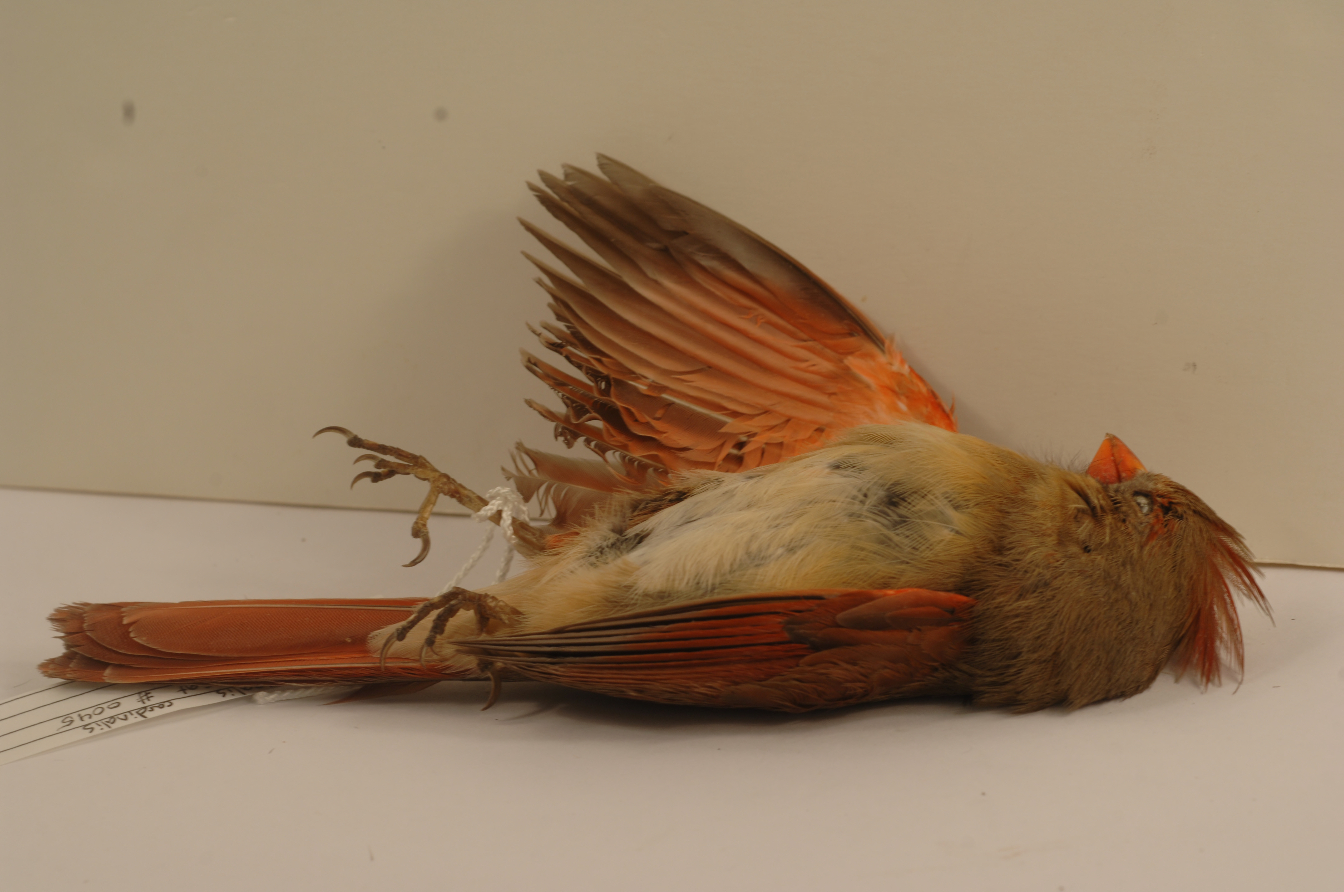 Cardinalis cardinalis | FWS.gov