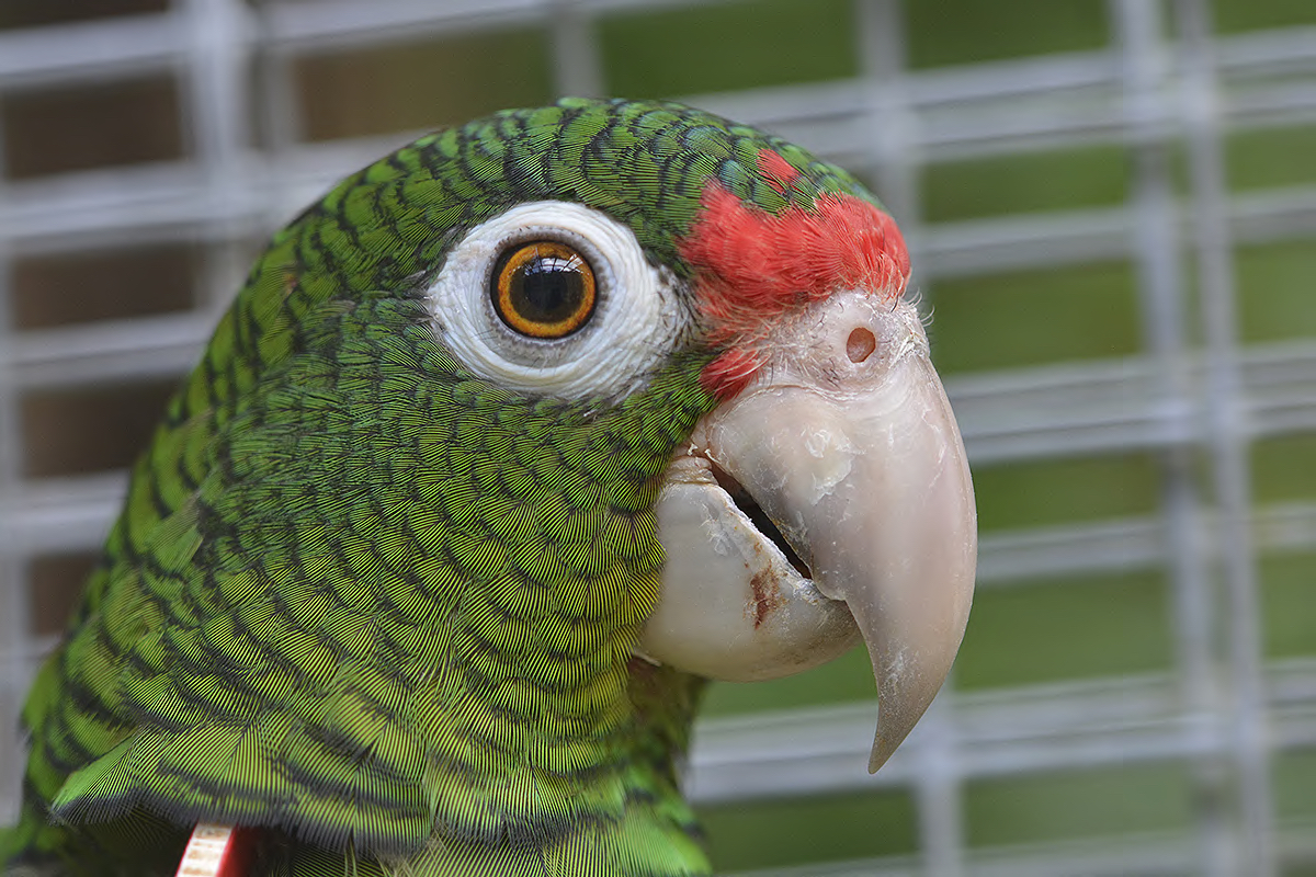 Puerto Rican Parrot profile | FWS.gov