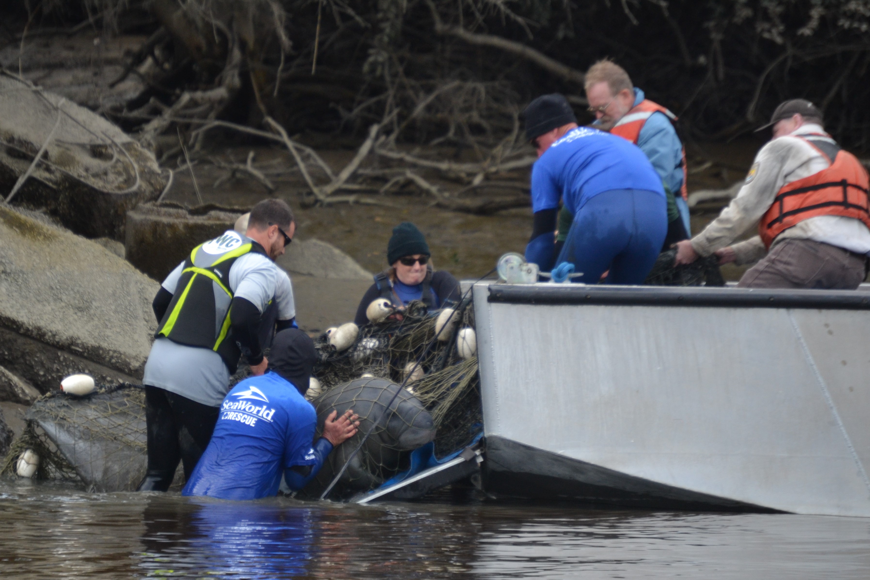 Manatee rescue in Savannah | FWS.gov