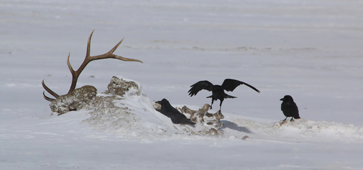 Circle of Life | FWS.gov