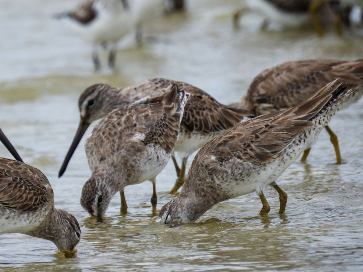 Short-billed Dowitchers | FWS.gov