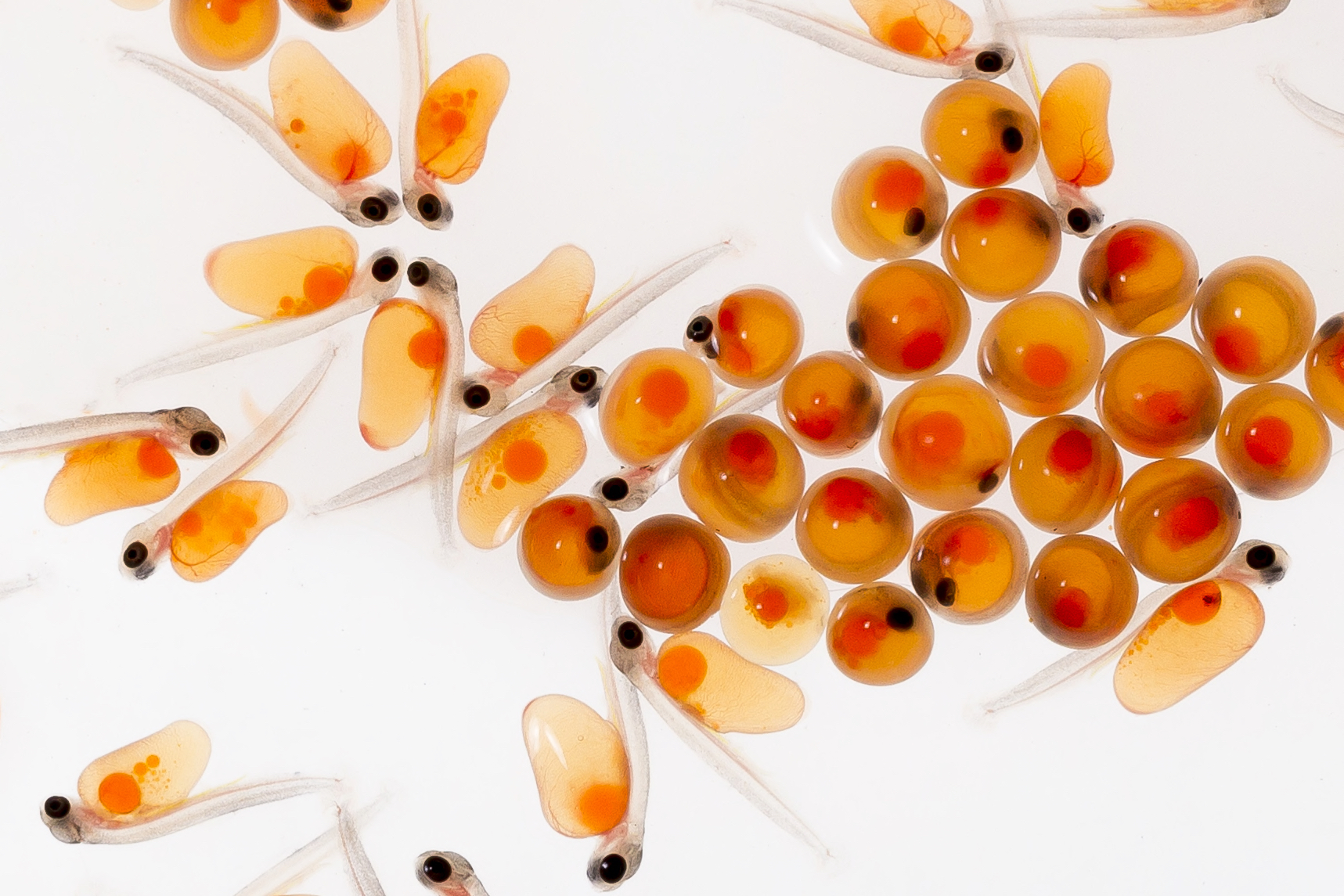 Rainbow trout eggs | FWS.gov