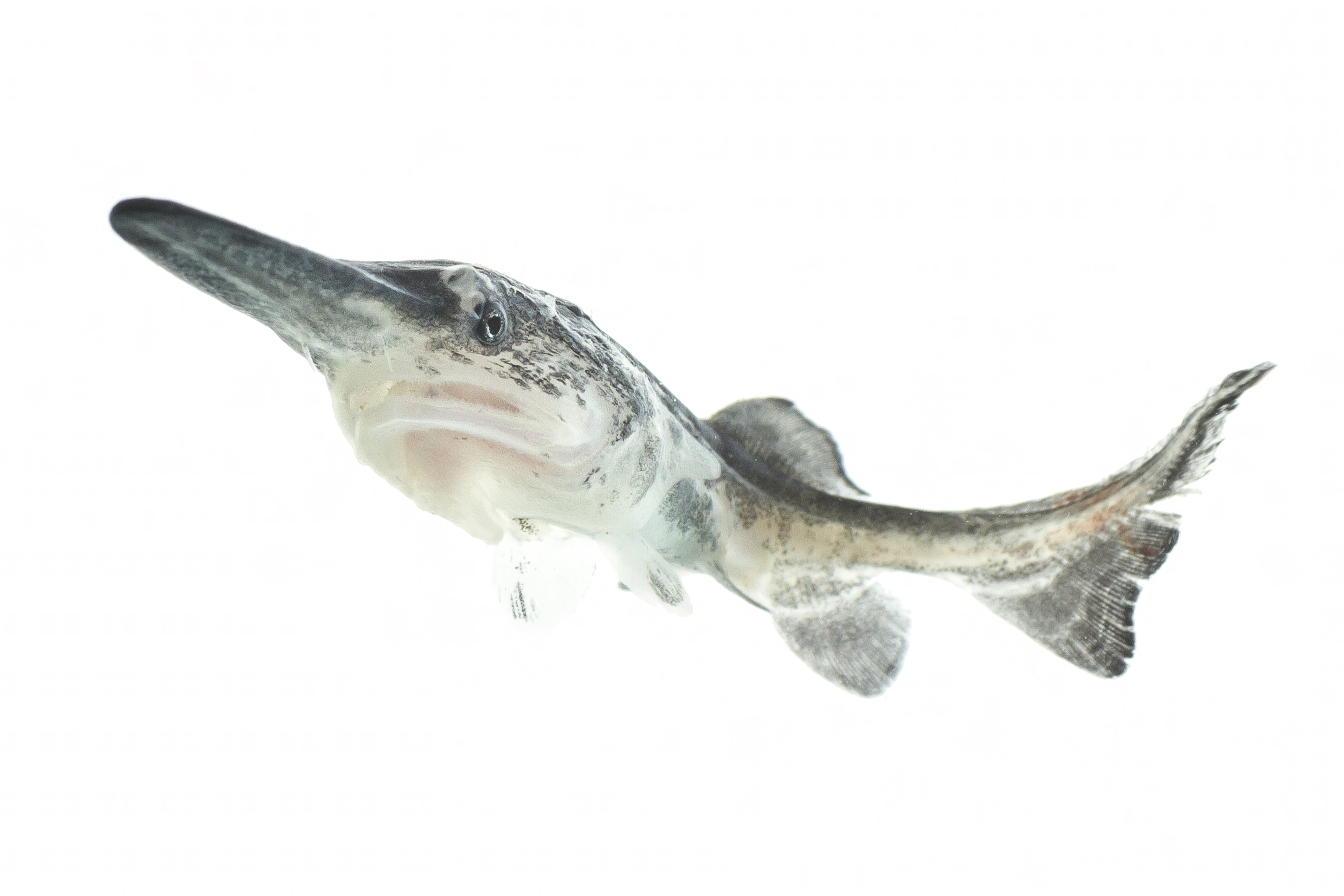 American paddlefish | FWS.gov