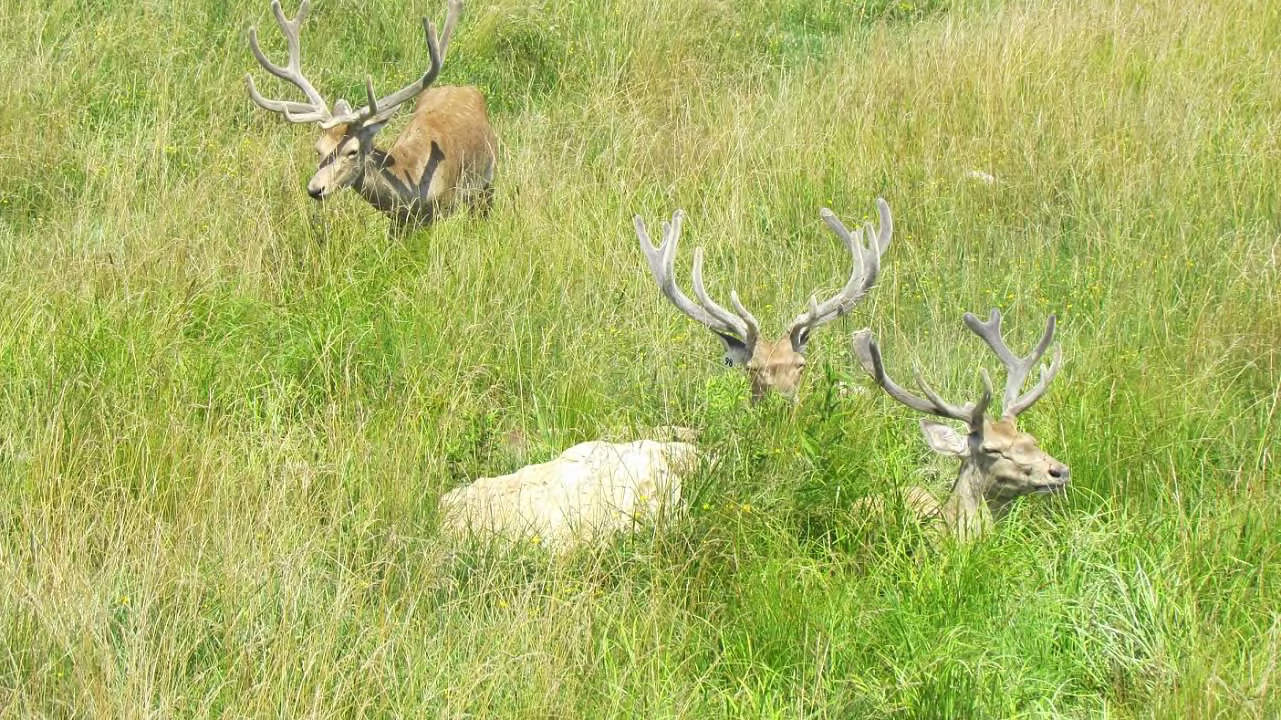 Bactrian Deer | FWS.gov