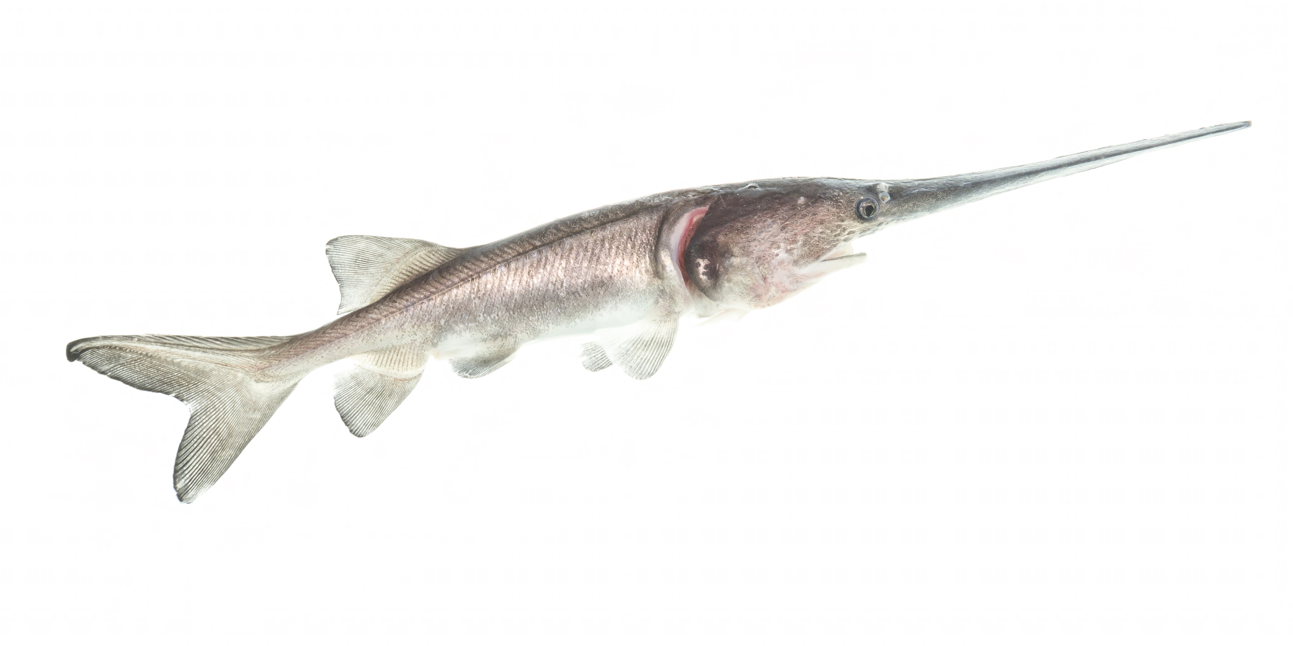 American paddlefish | FWS.gov