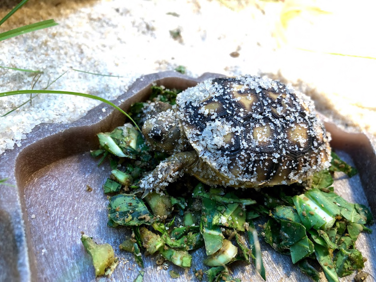 Hatchling Gopher tortoise feeding | FWS.gov