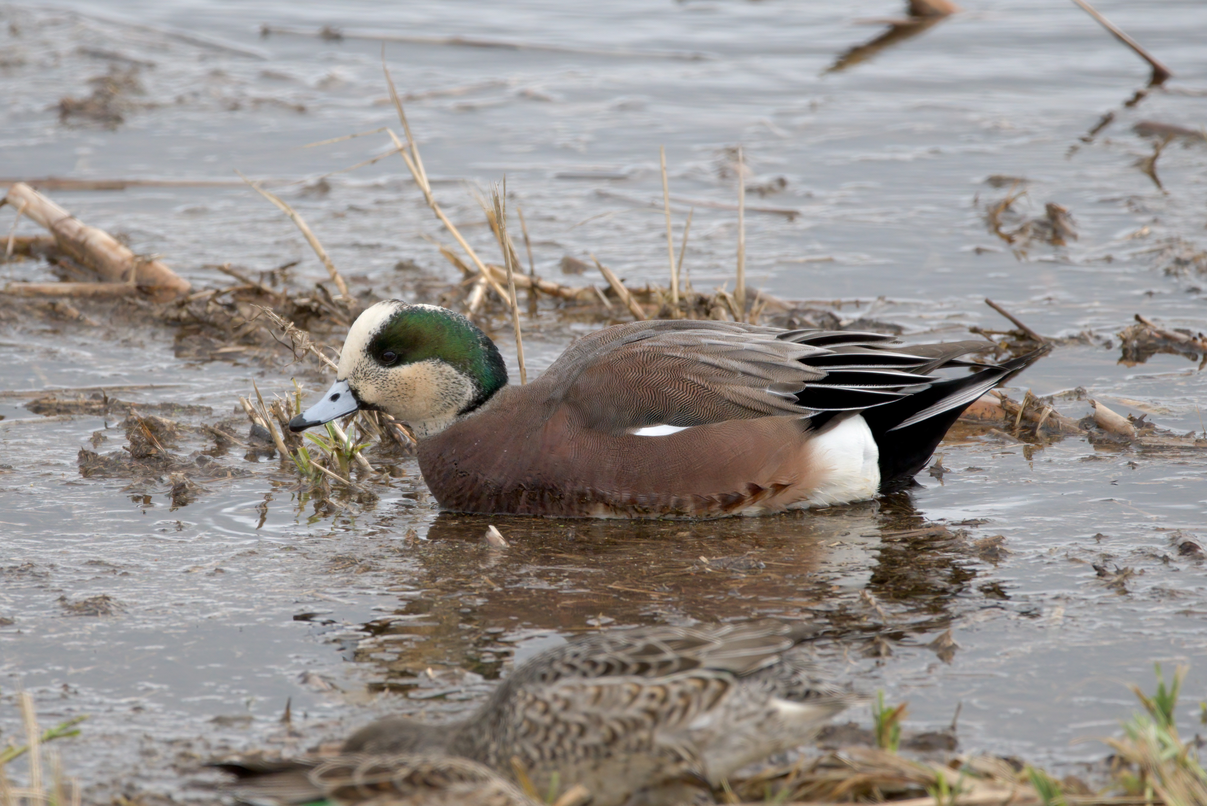 Storm wigeon | FWS.gov