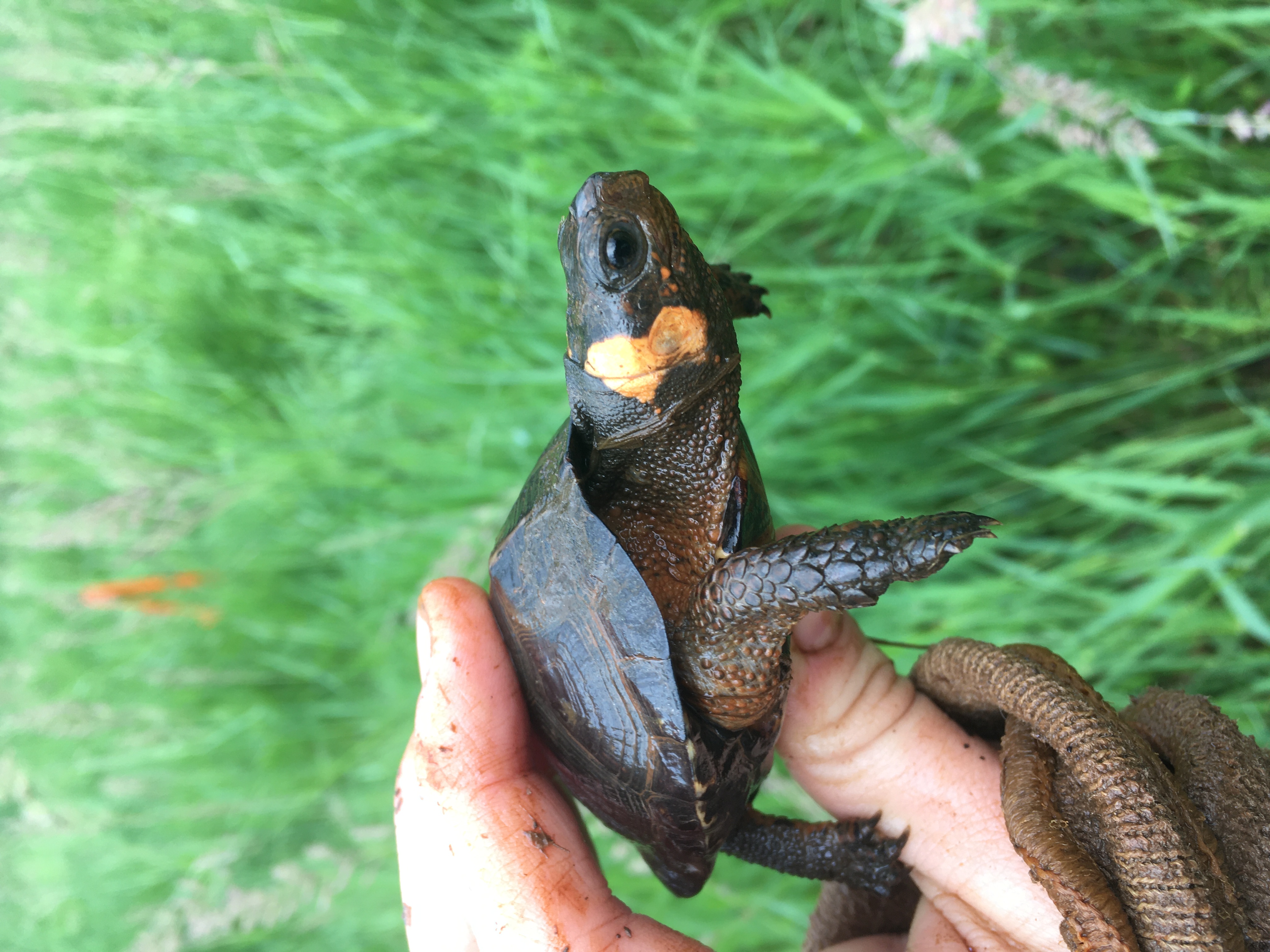 Bog turtle in biologist's hand | FWS.gov