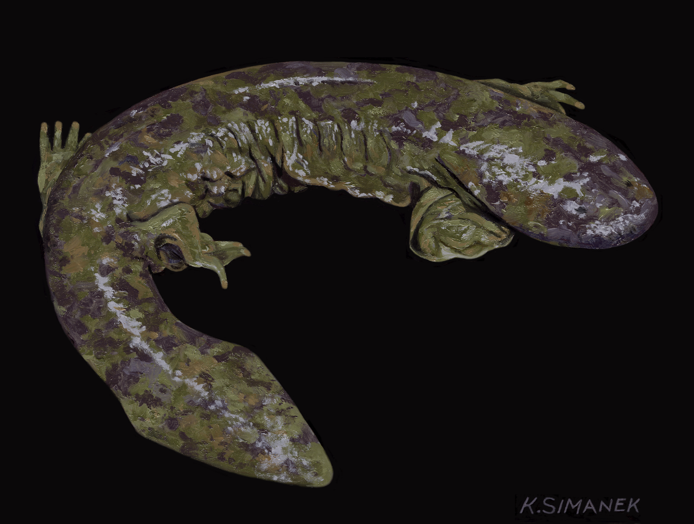 Hellbender | FWS.gov