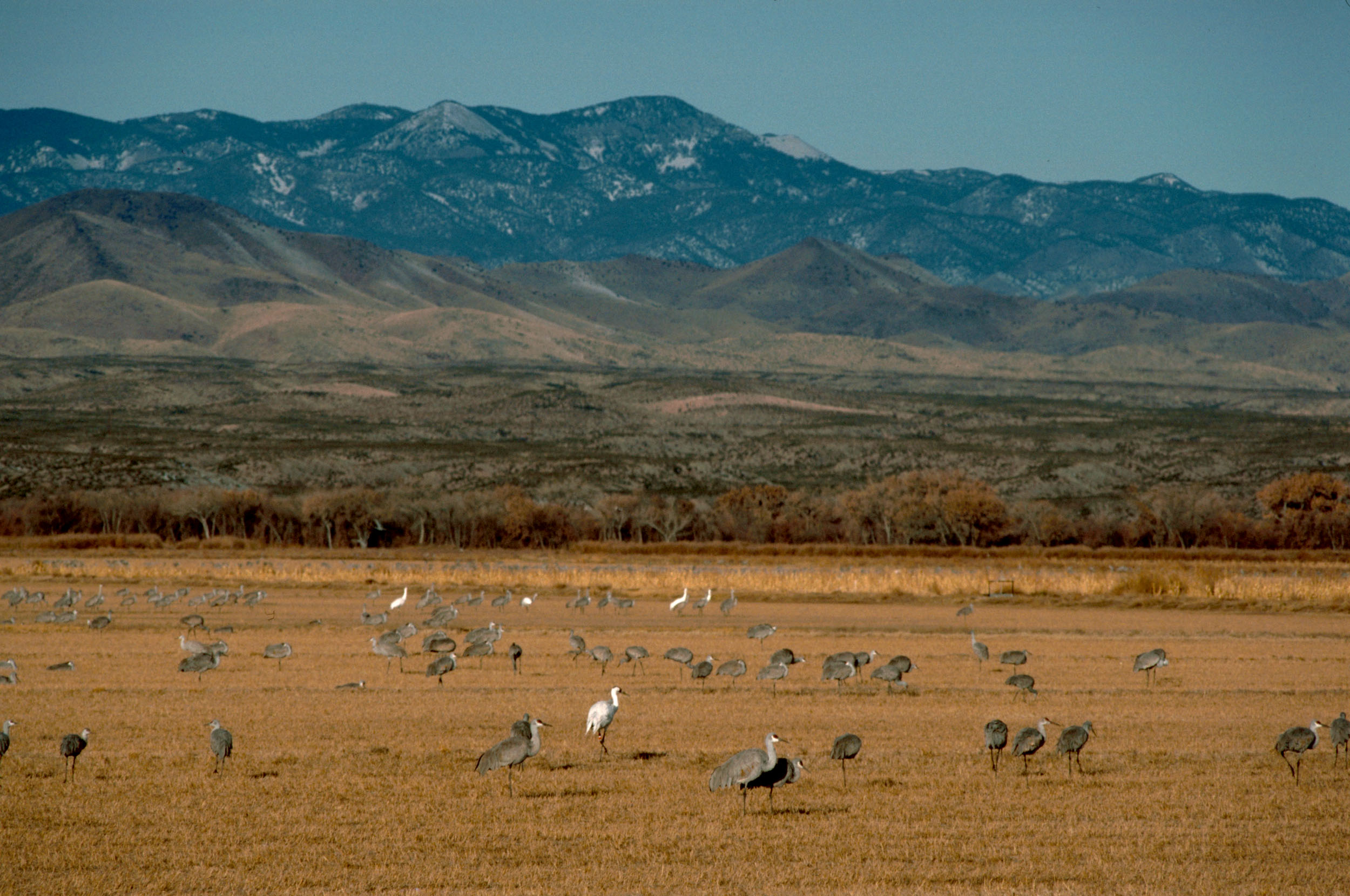 Whooping and Sandhill Cranes | FWS.gov