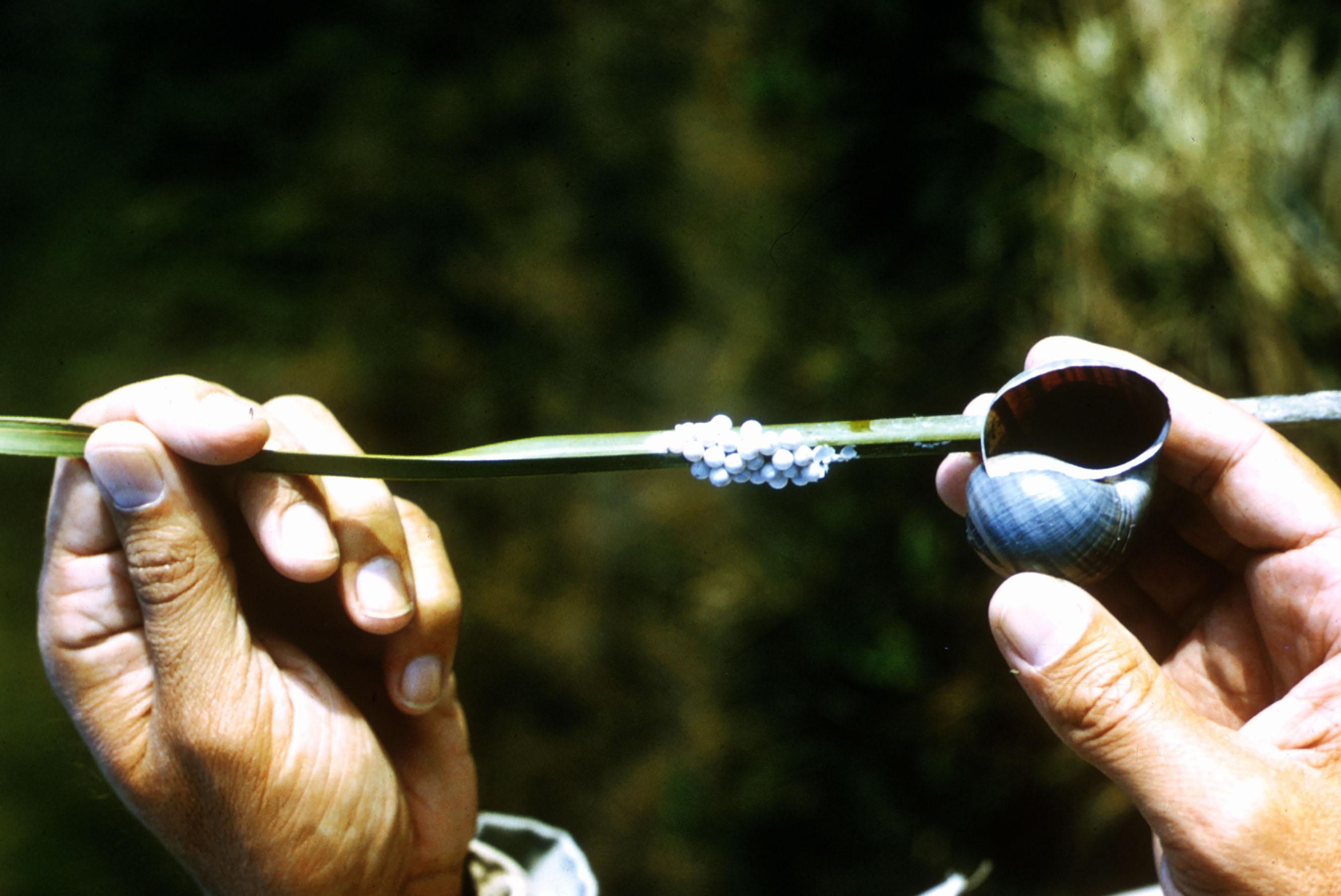 Apple Snail Shell and Eggs | FWS.gov