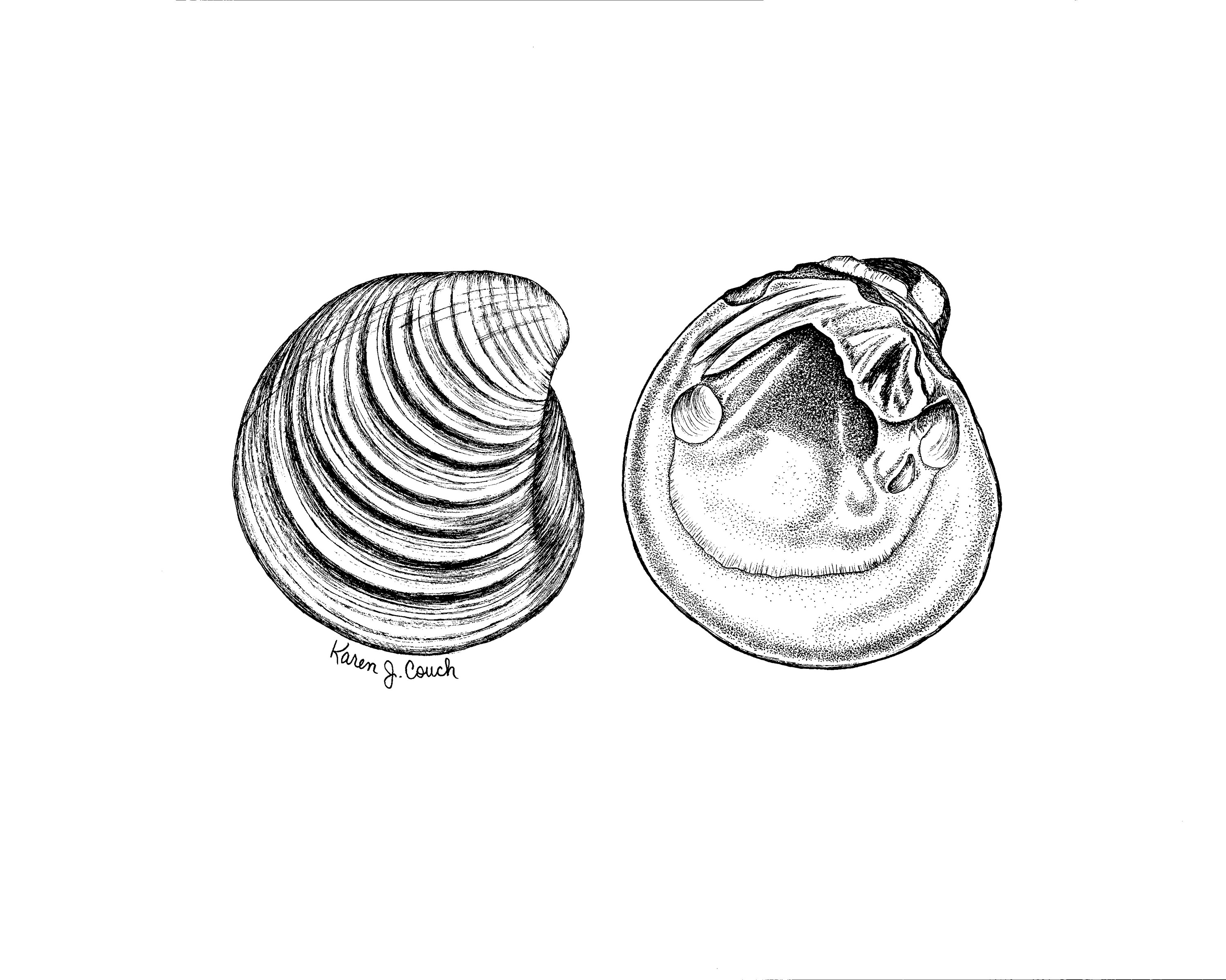 Ring Pink Mussel | FWS.gov