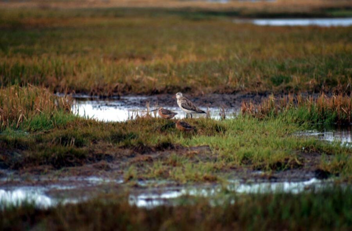 Two Bar-Tailed Godwits | FWS.gov
