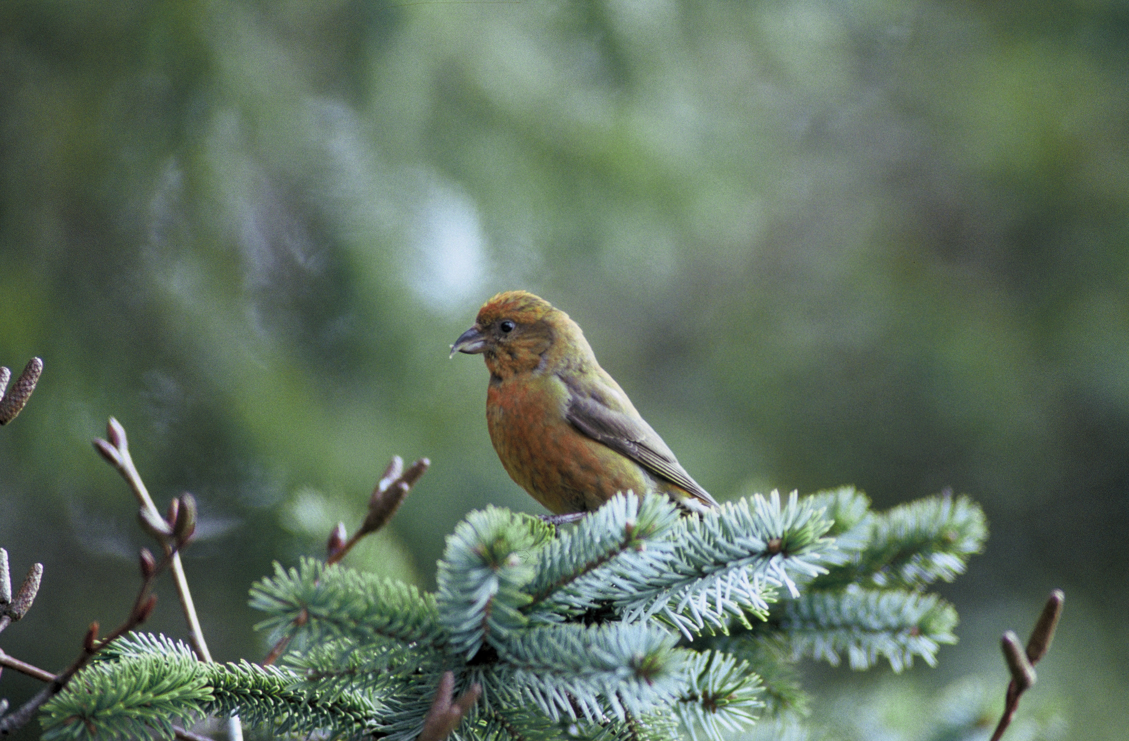 Red Crossbill | FWS.gov