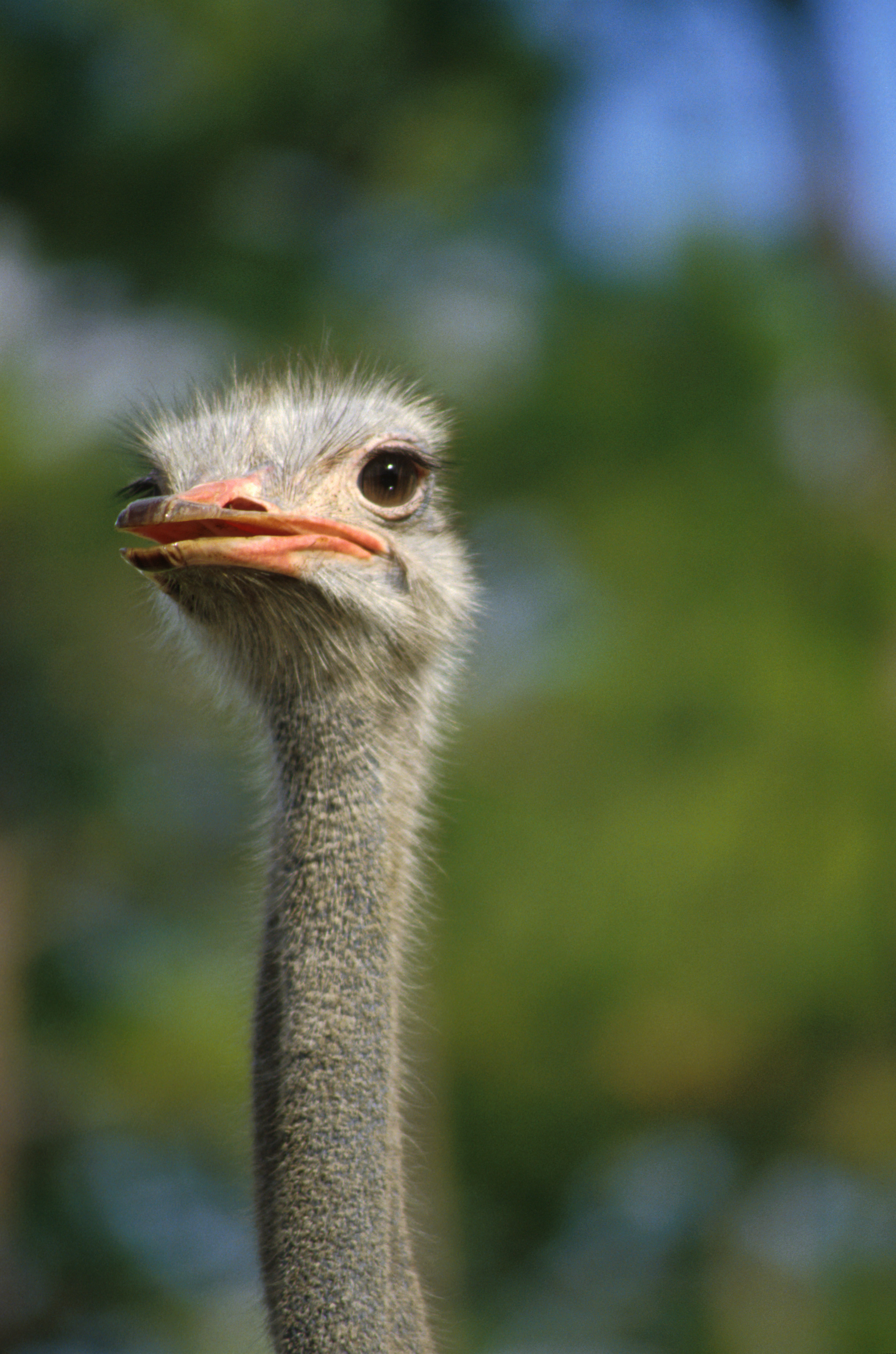 Ostrich | FWS.gov