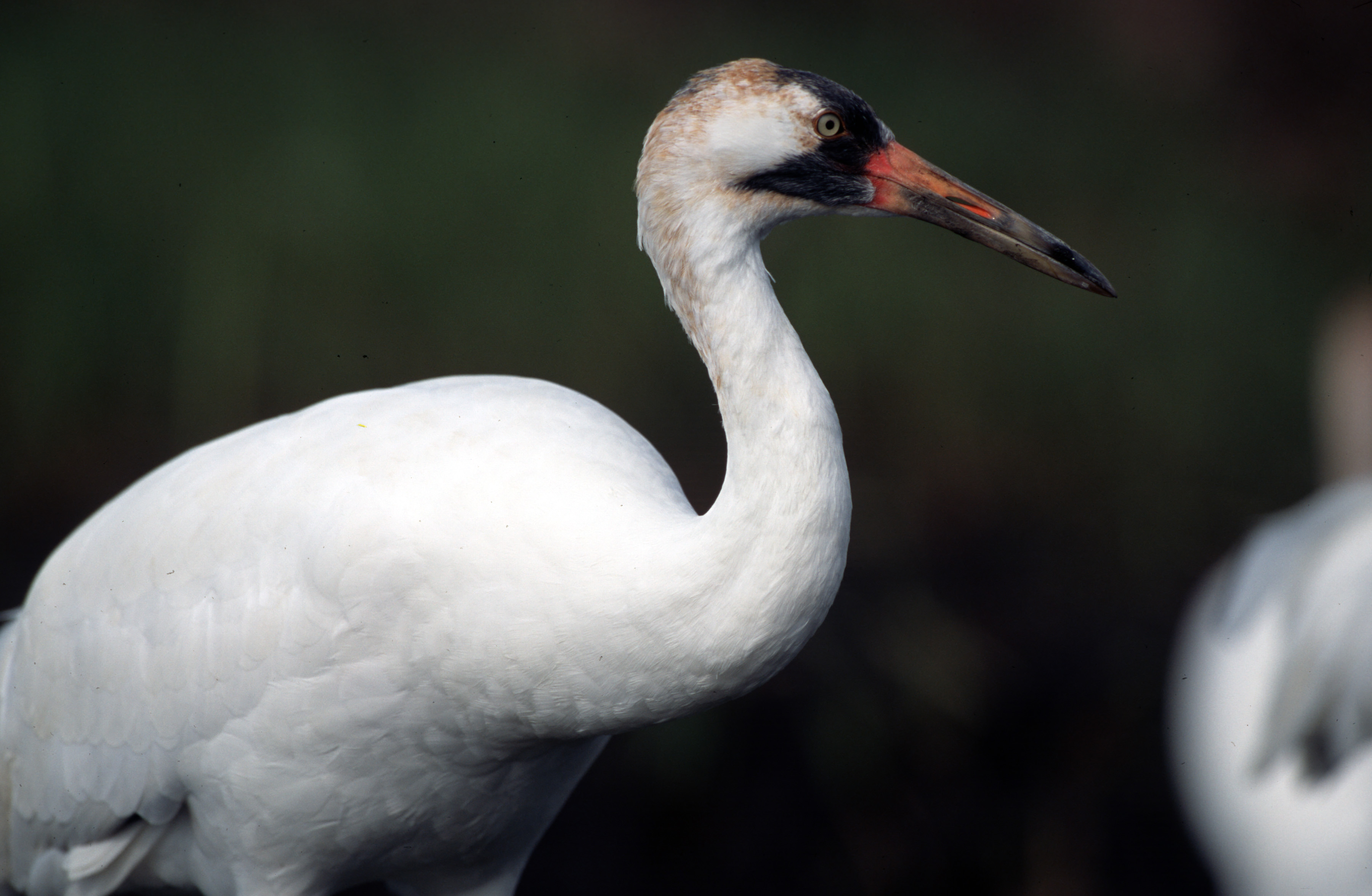 Whooping Crane | FWS.gov