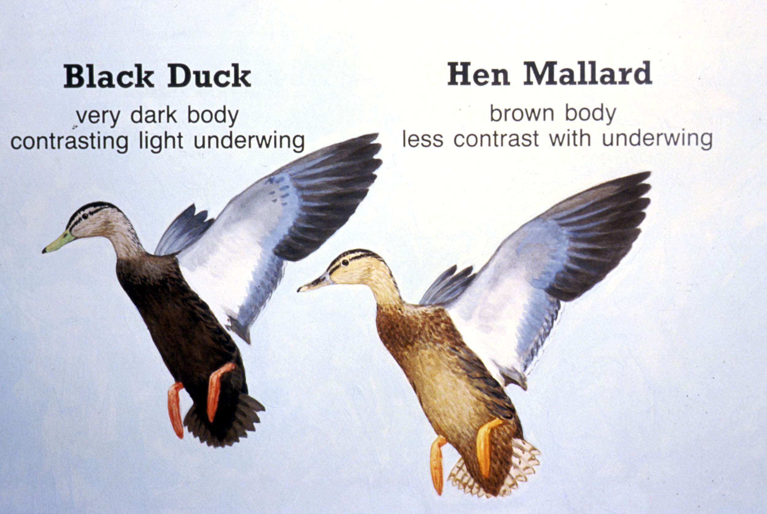Waterfowl Identification | FWS.gov