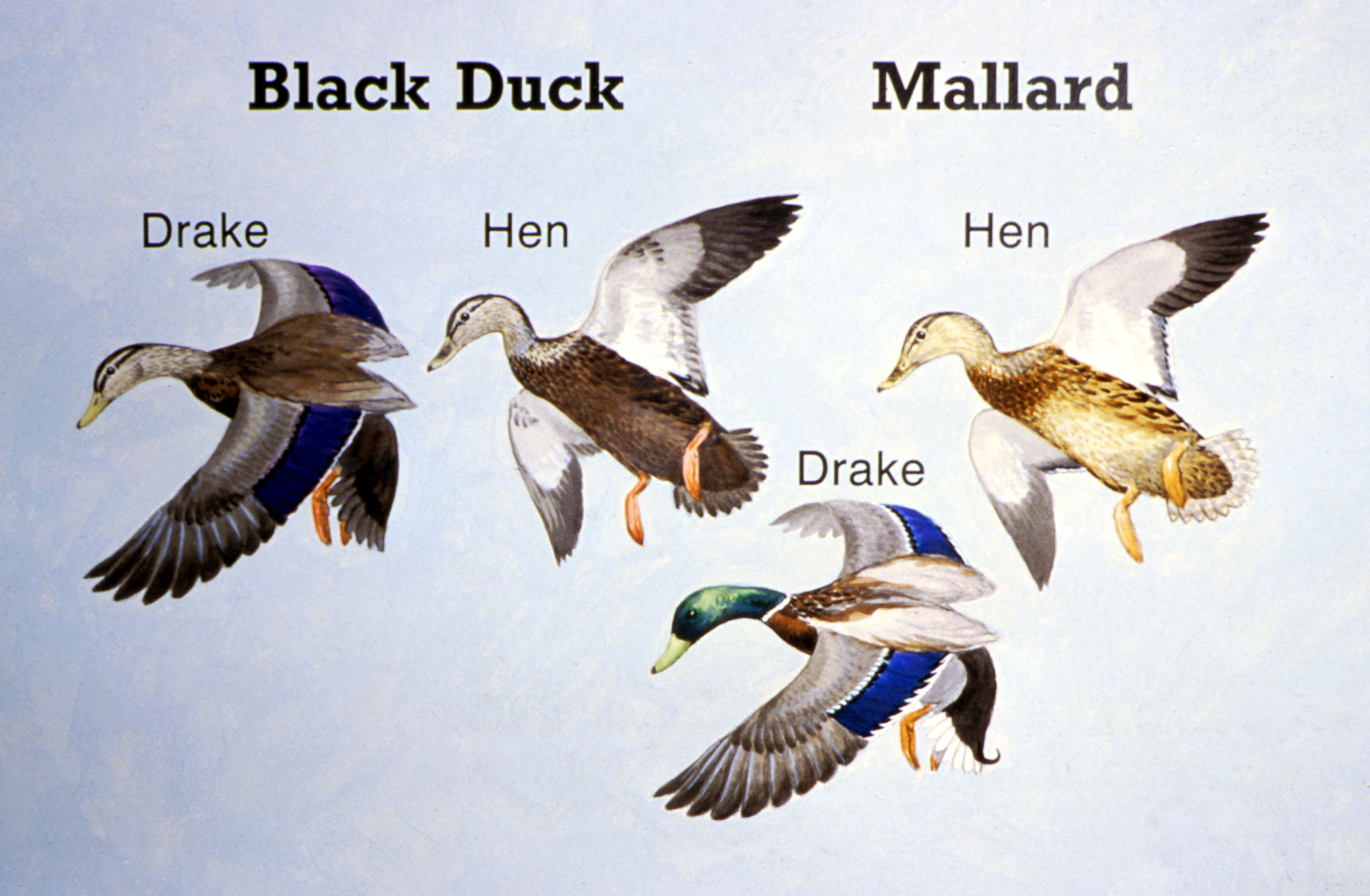 Waterfowl Identification | FWS.gov