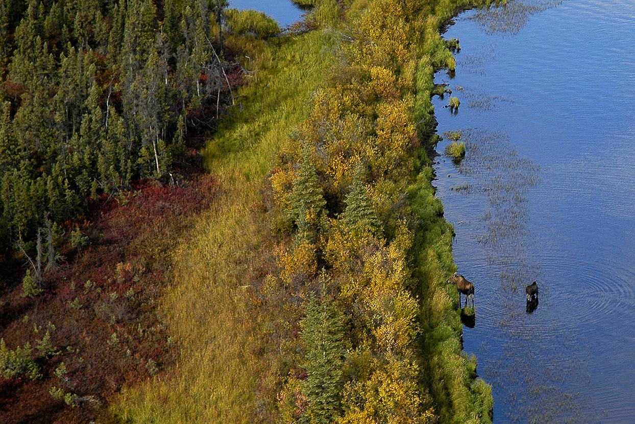 Moose at Kanuti Flats | FWS.gov