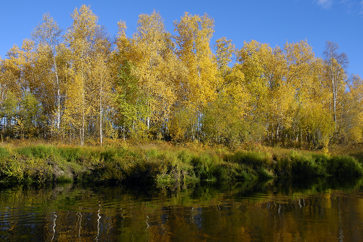Trees on the Kanuti River | FWS.gov