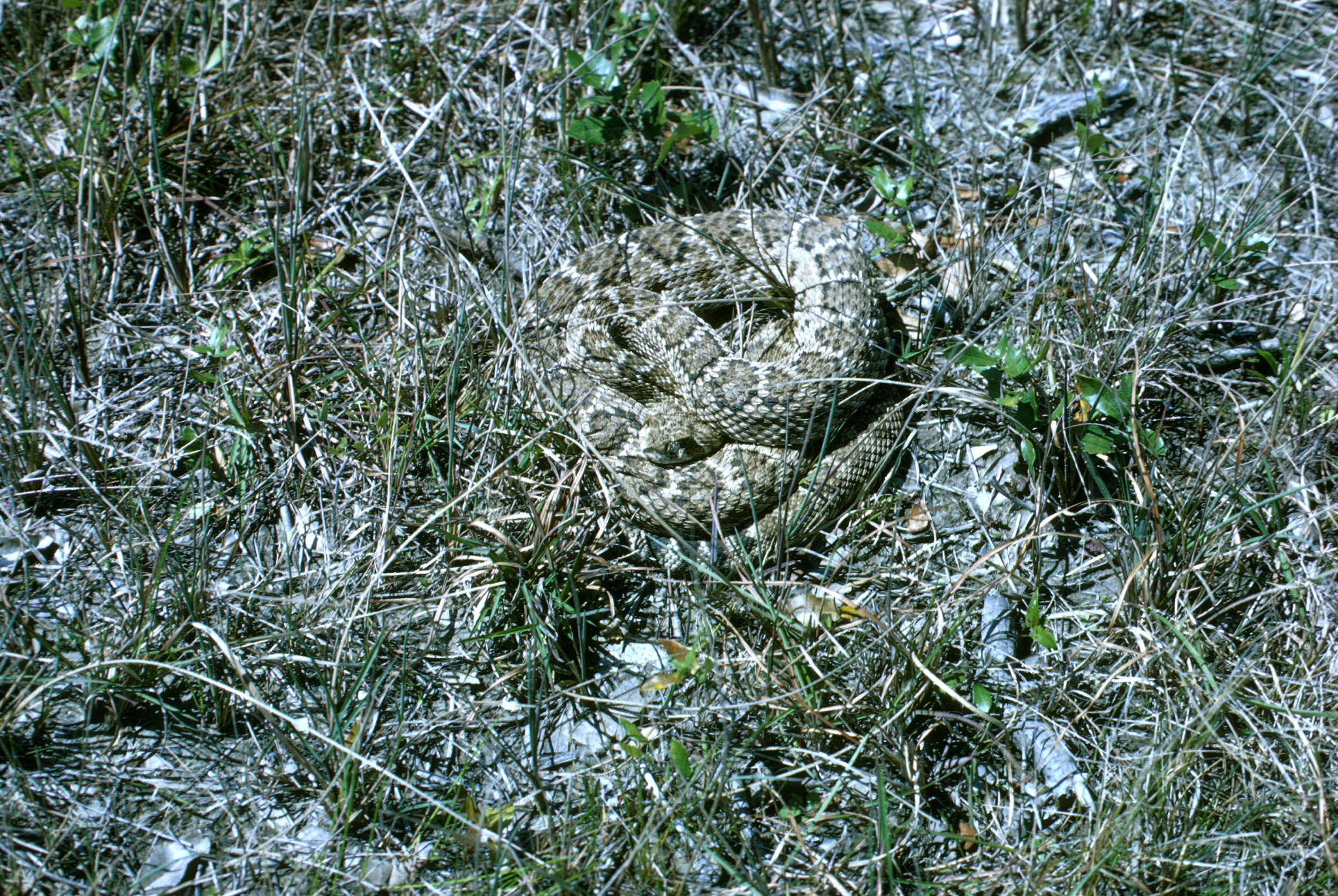 Western Diamondback Rattlesnake | FWS.gov