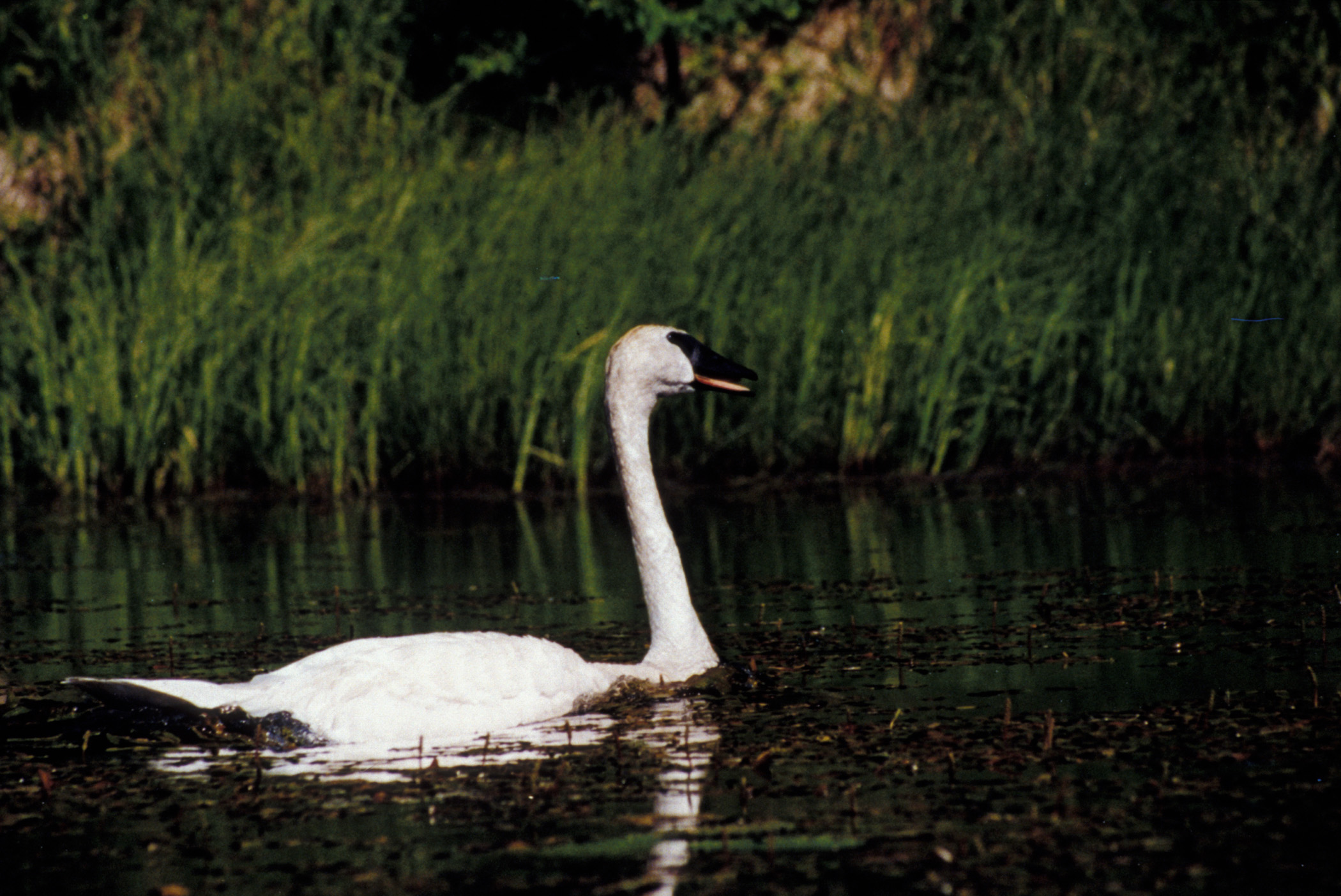 Swan | FWS.gov