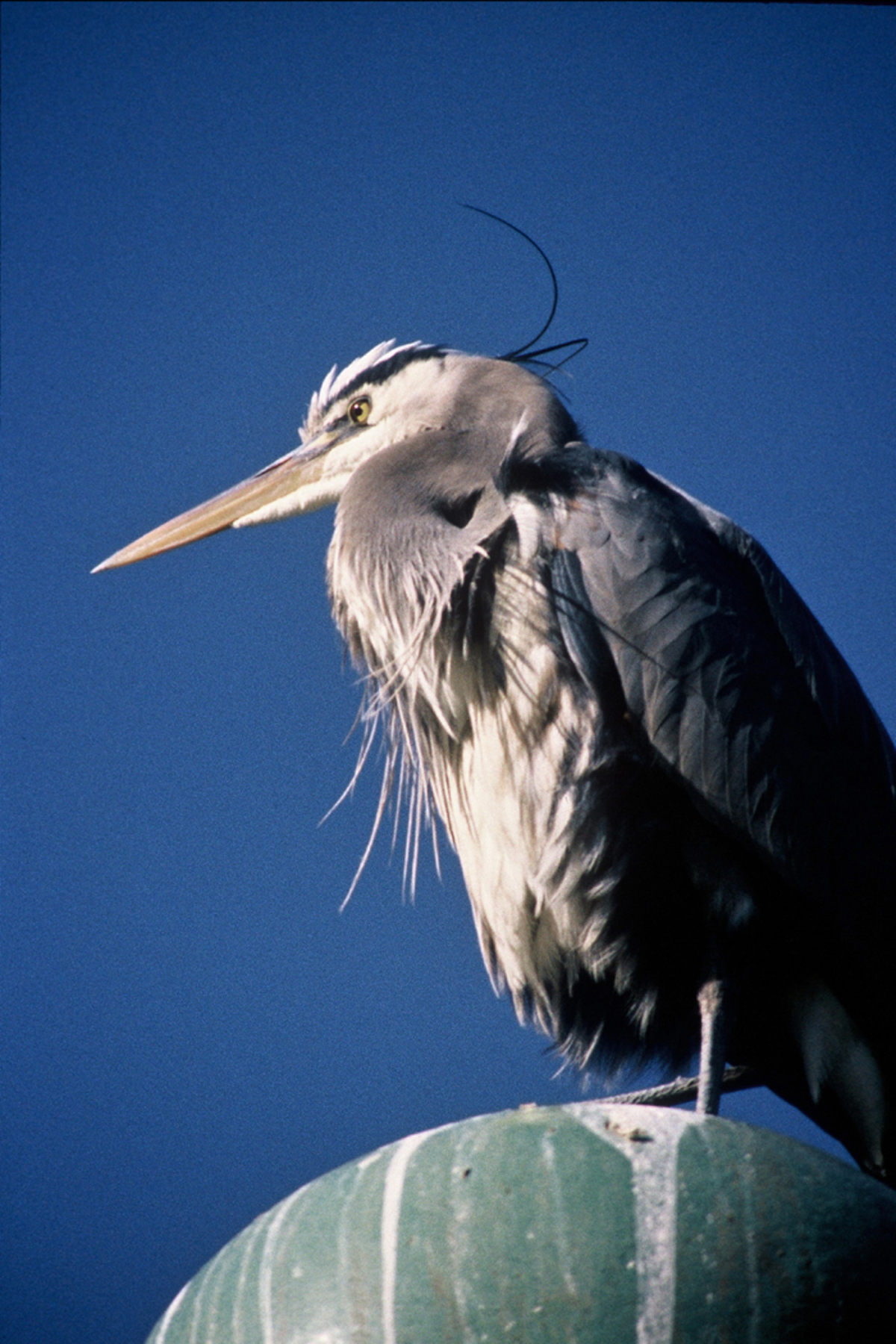Heron | FWS.gov