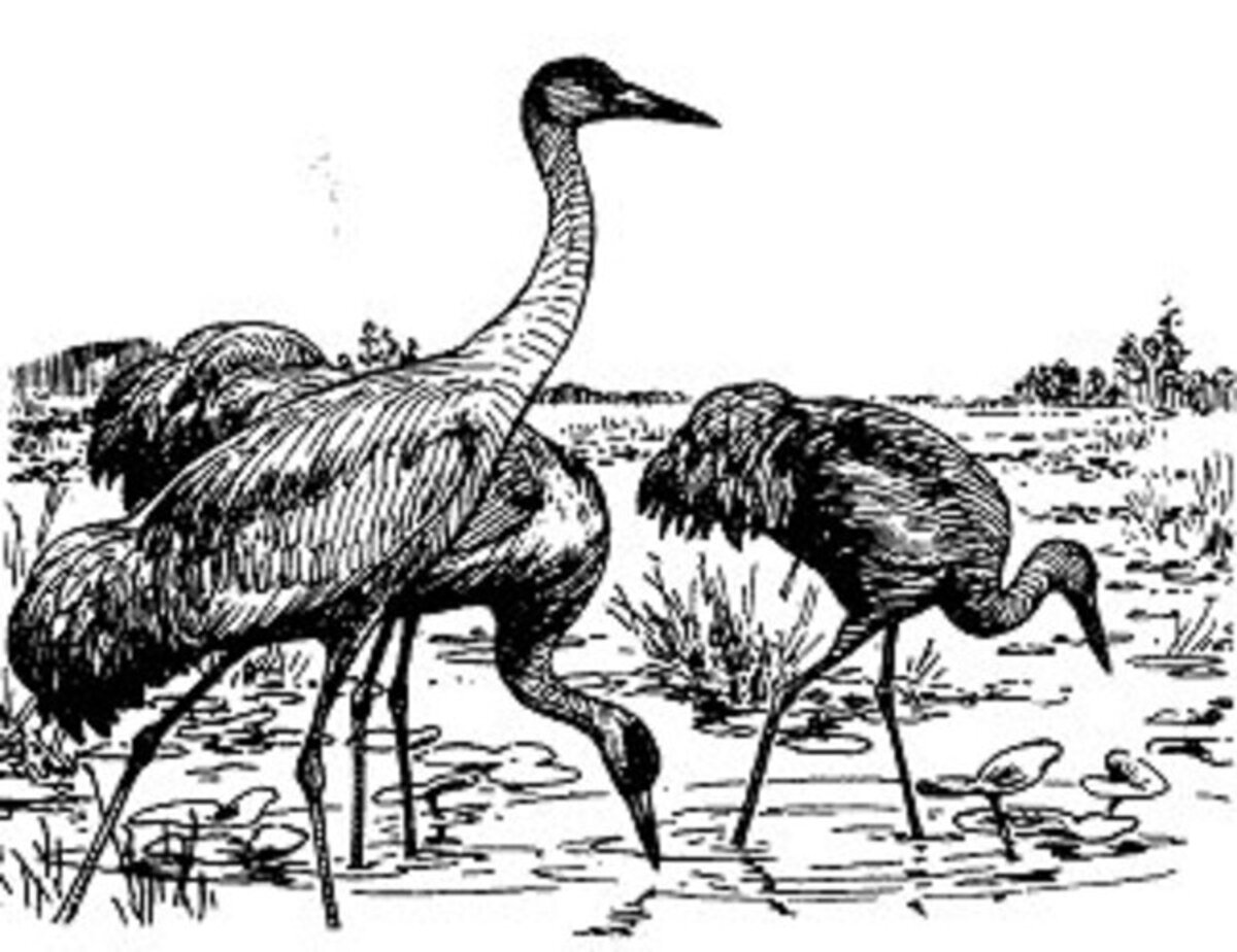 Whooping crane | FWS.gov