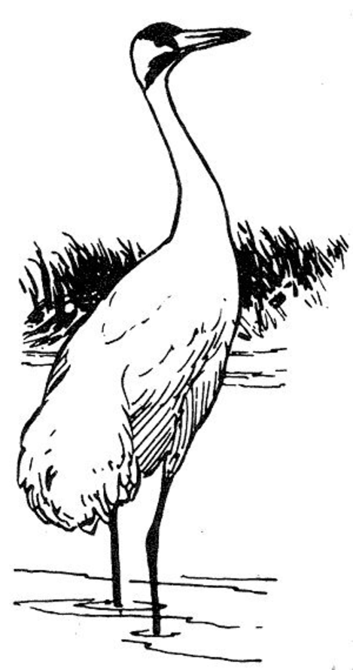 Whooping crane | FWS.gov