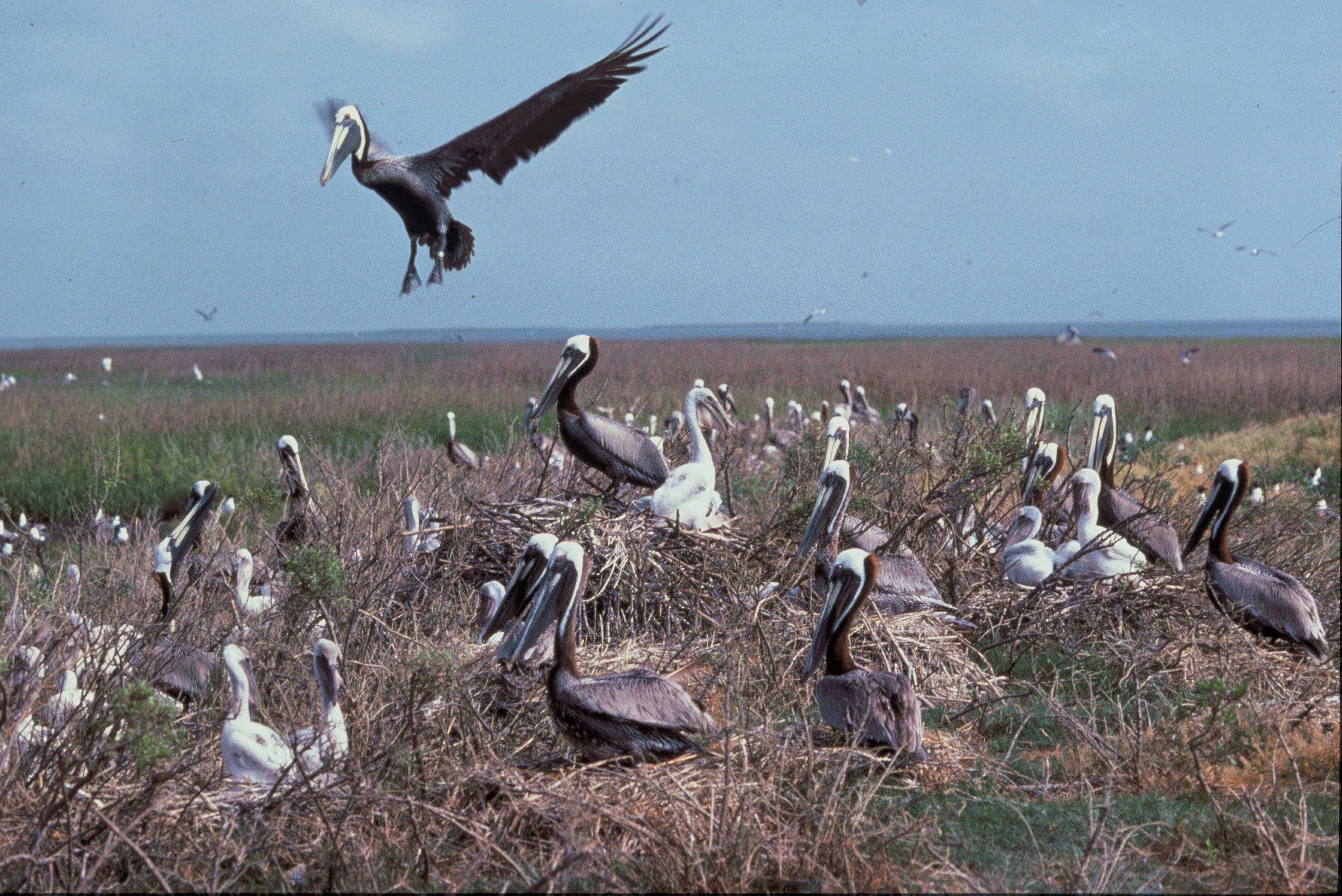Brown pelican nesting colony | FWS.gov