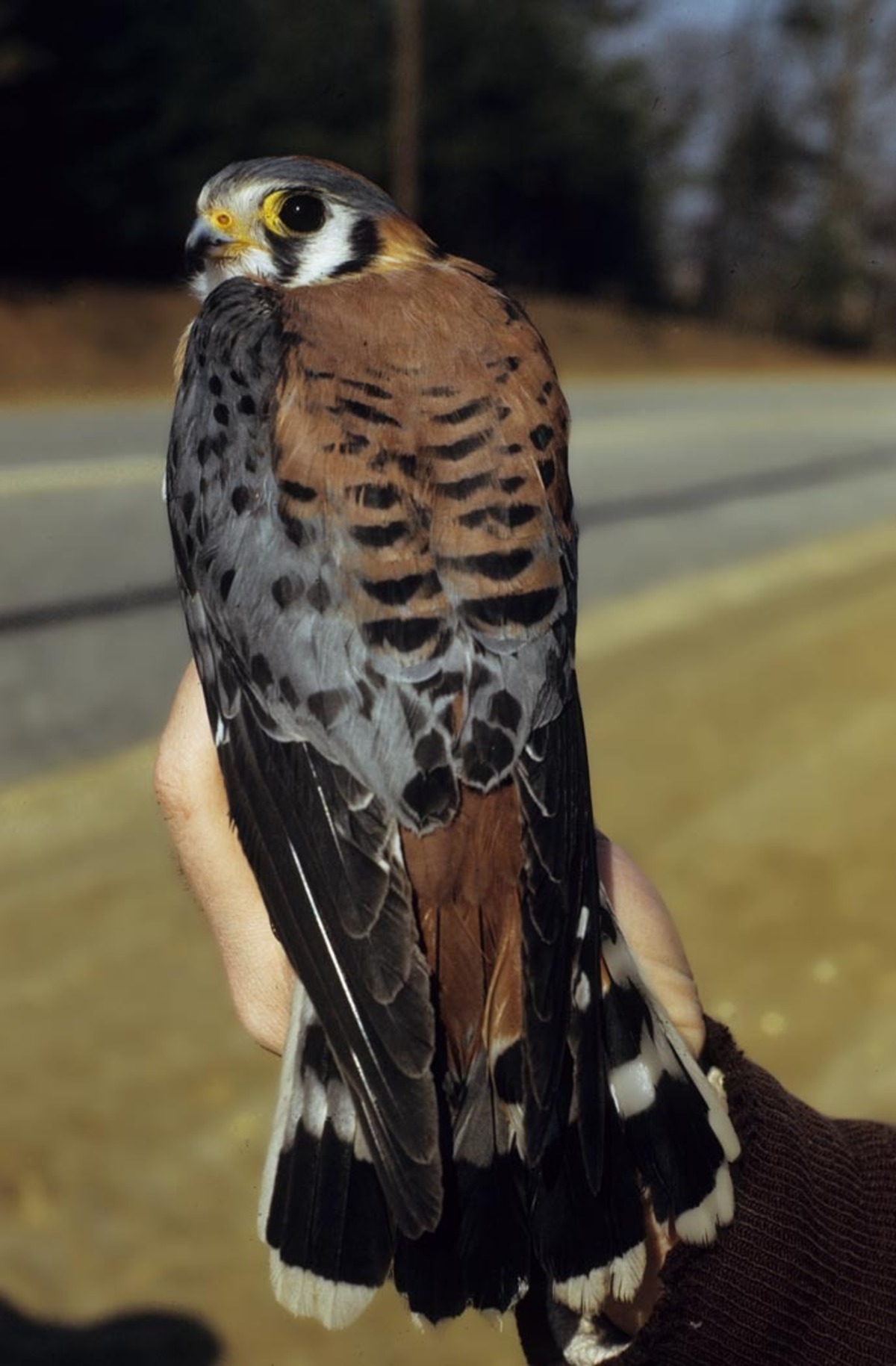American Kestrel | FWS.gov