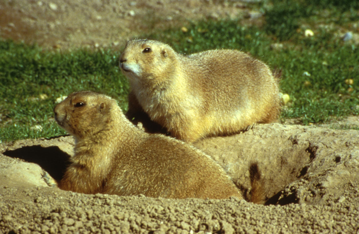Prairie dogs | FWS.gov