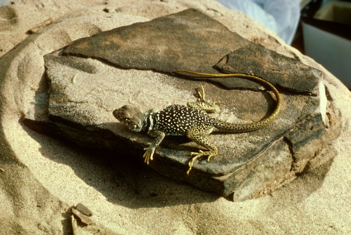 Collard lizard | FWS.gov