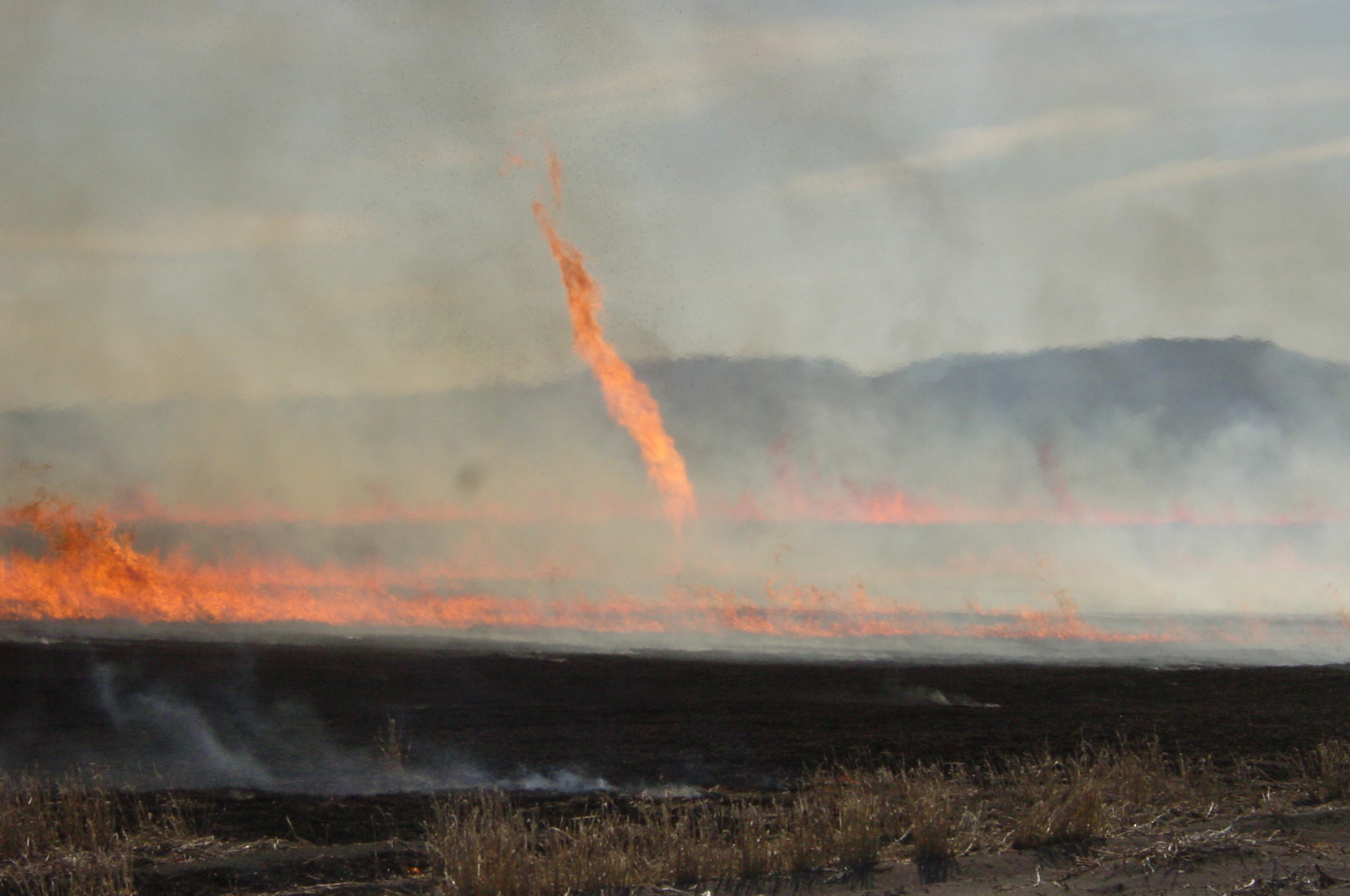 Whirling fire | FWS.gov