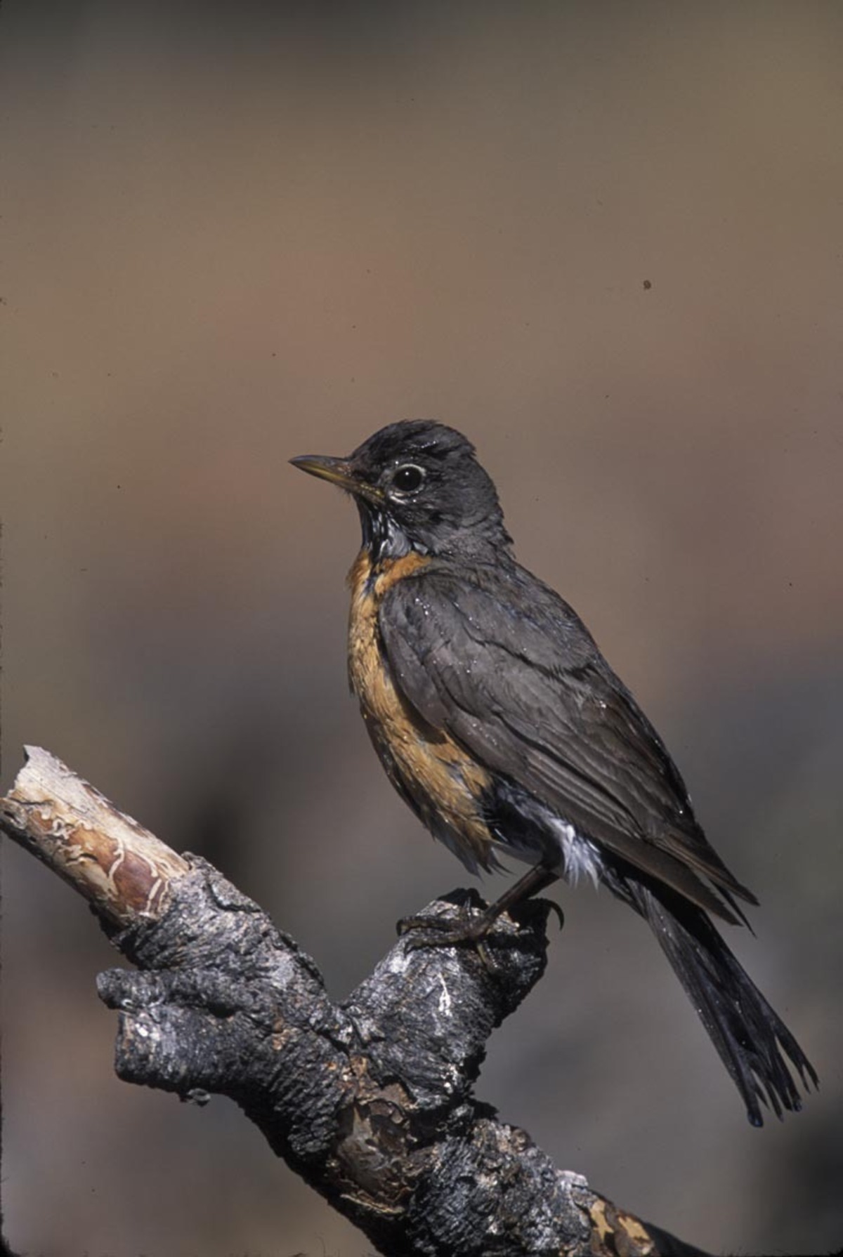American Robin | FWS.gov