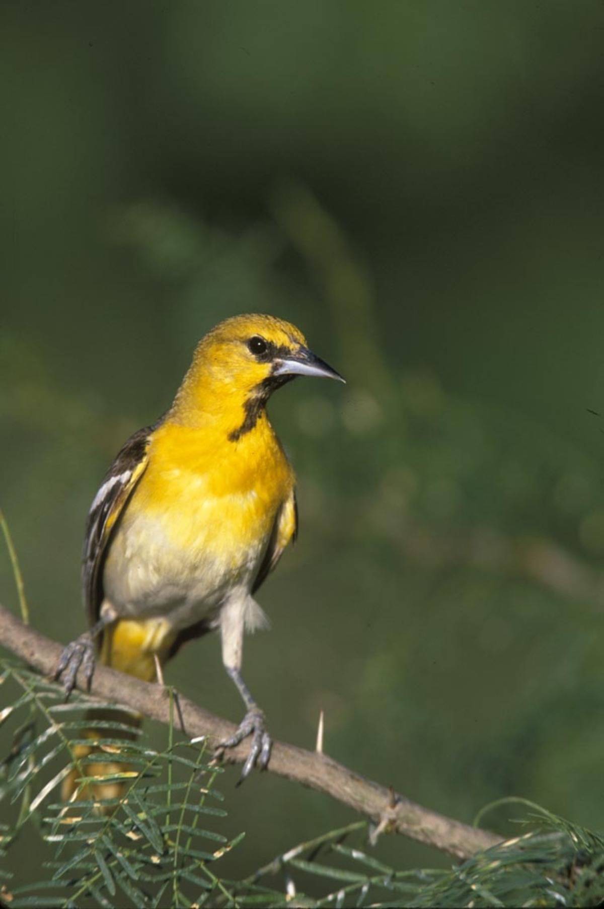 Bullock's Oriole | FWS.gov
