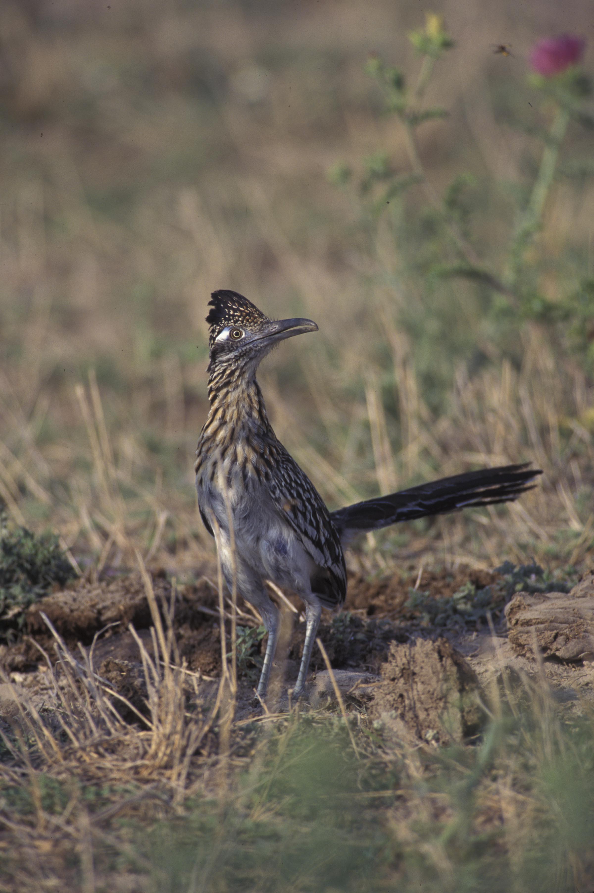 Roadrunner | FWS.gov