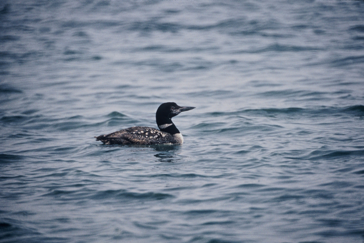 Common Loon | FWS.gov