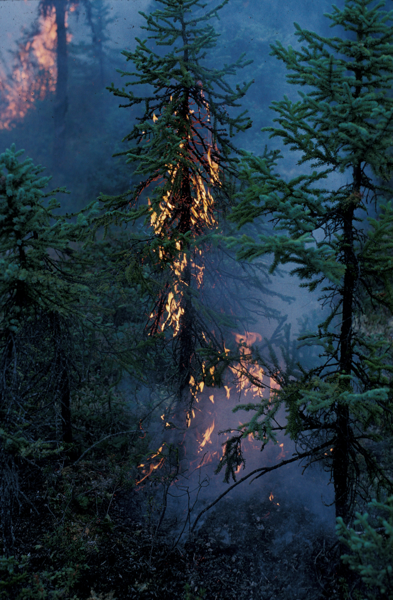 Forest Fire | FWS.gov