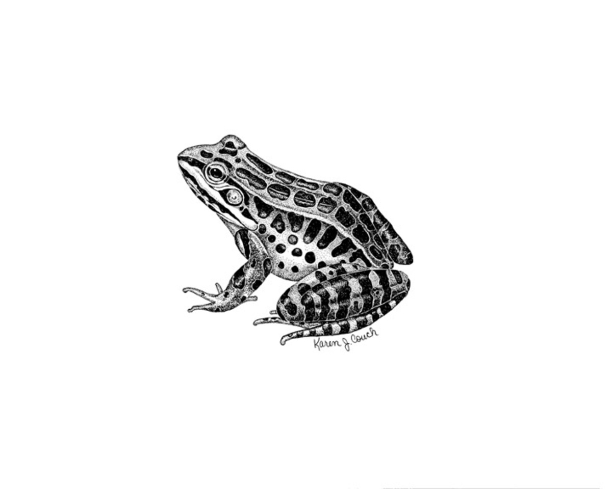 Pickerel Frog | FWS.gov