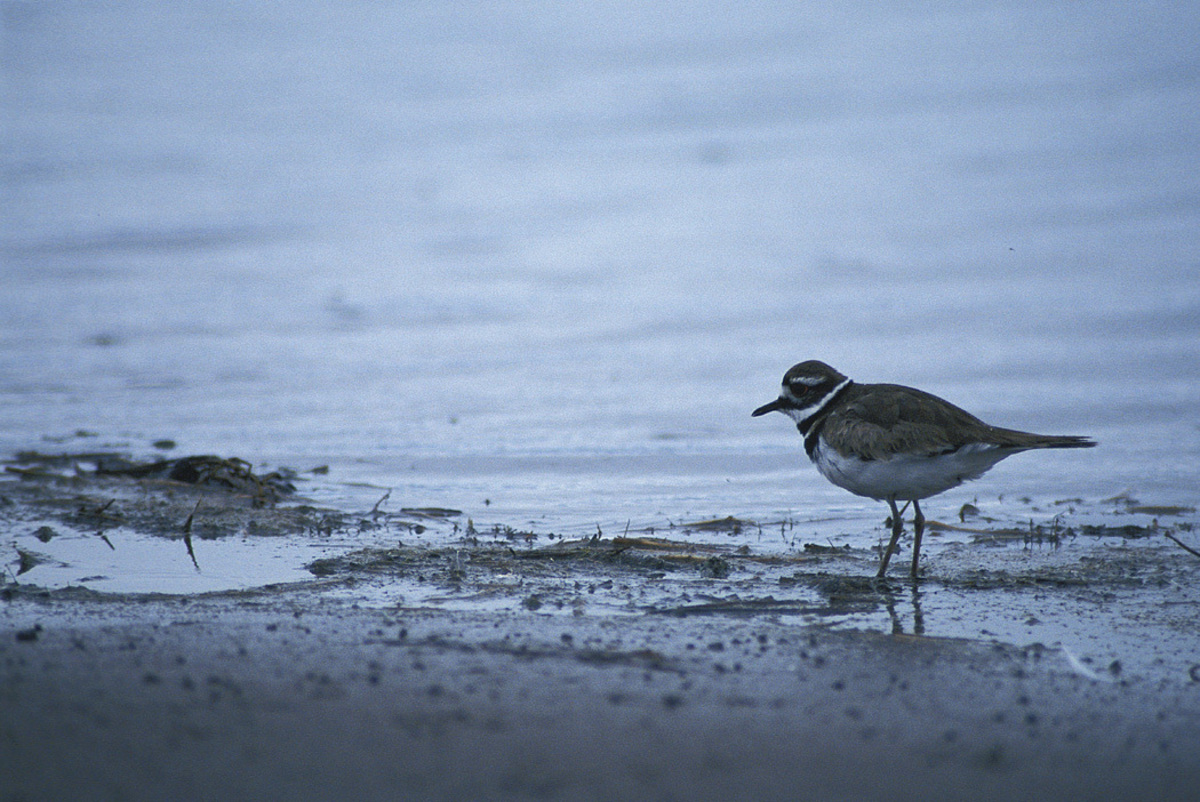Killdeer | FWS.gov