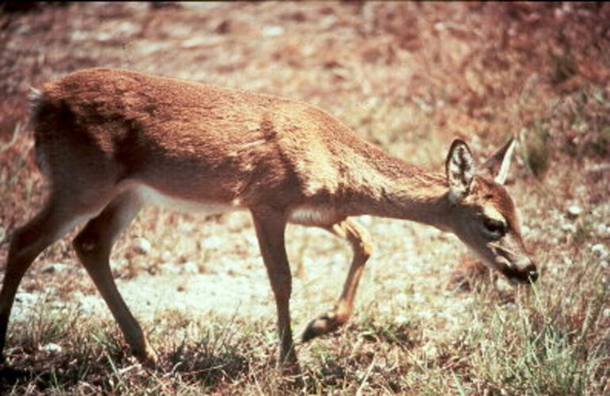 Key deer | FWS.gov